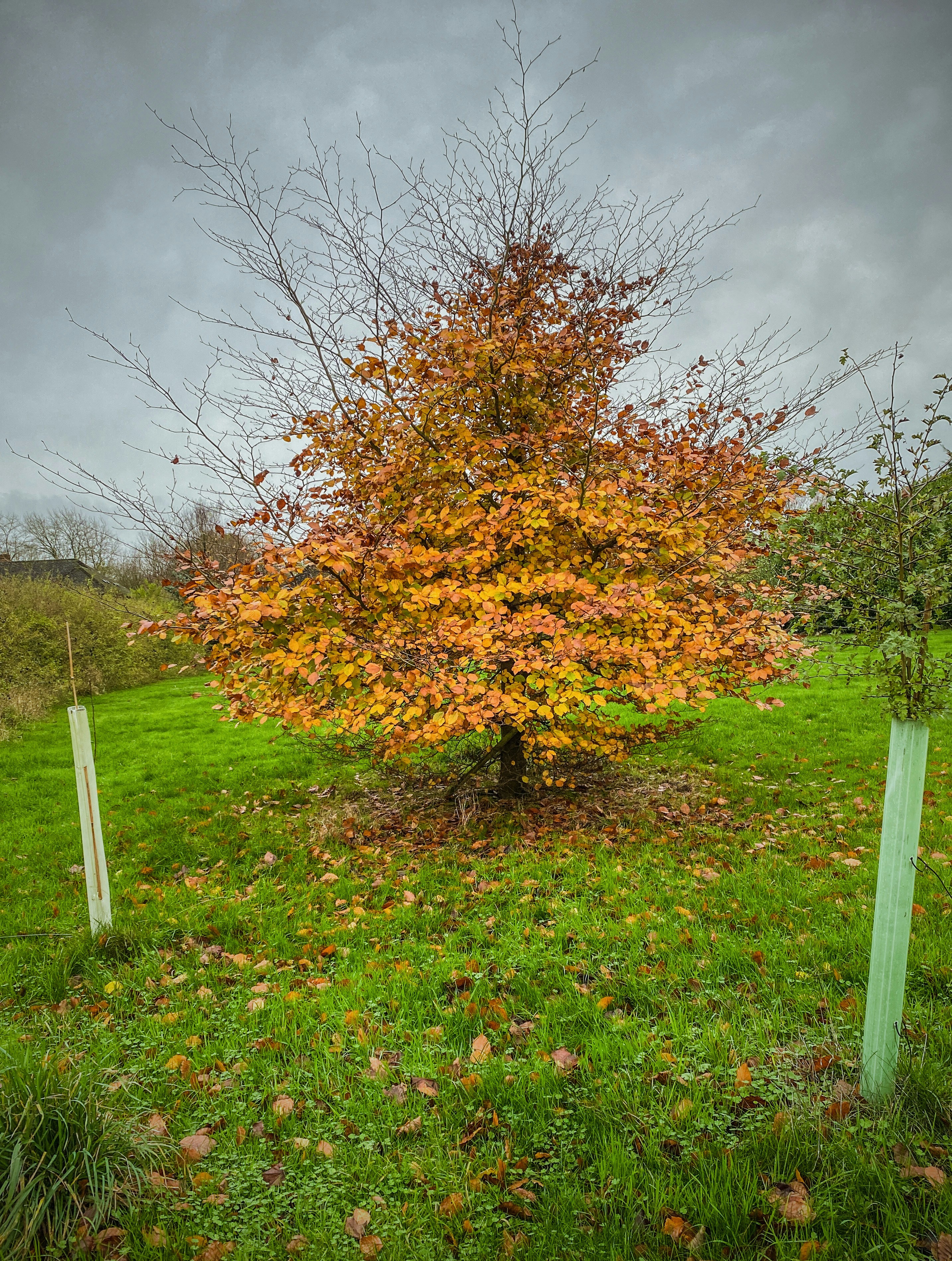 Autumn's Embrace: A Tree's Vibrant Transformation