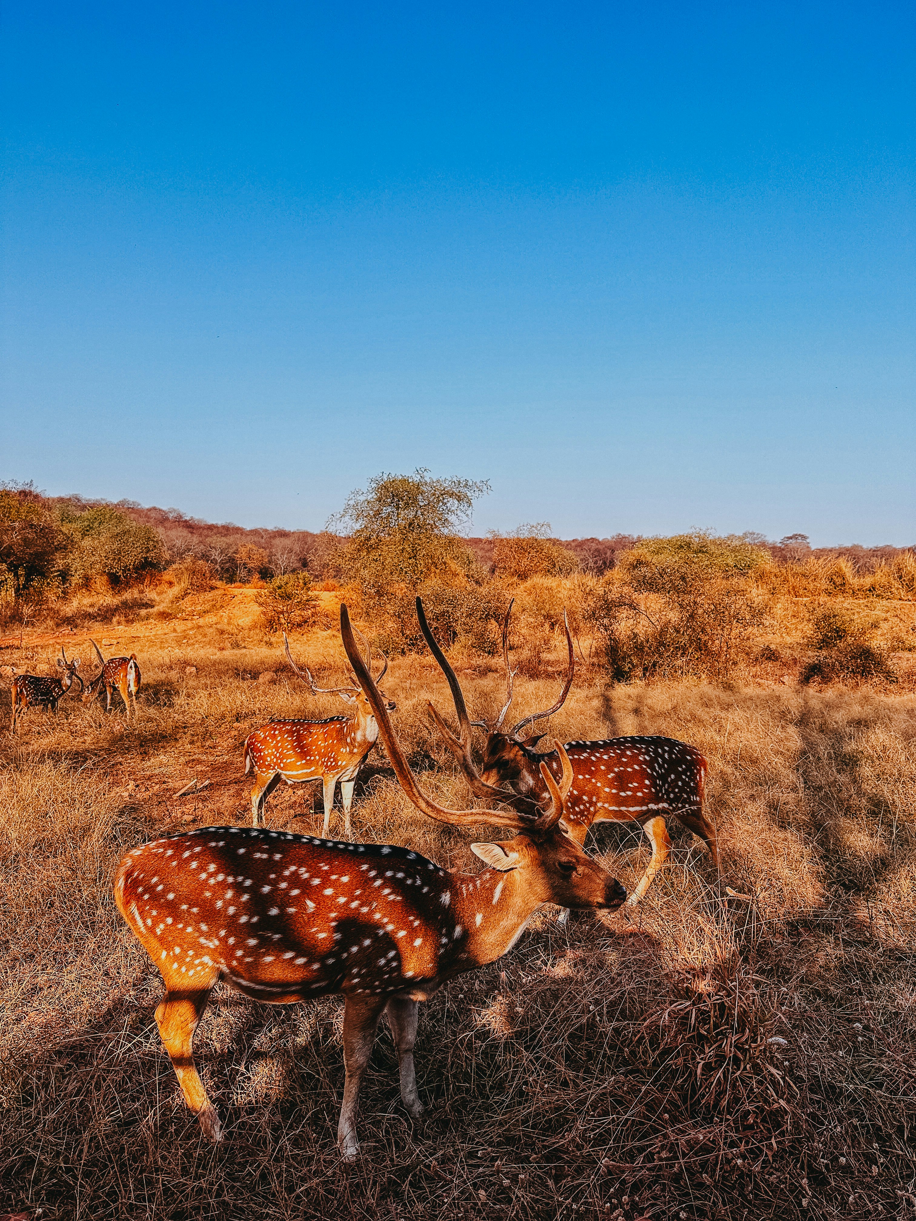 a herd of deer standing on top of a dry grass field