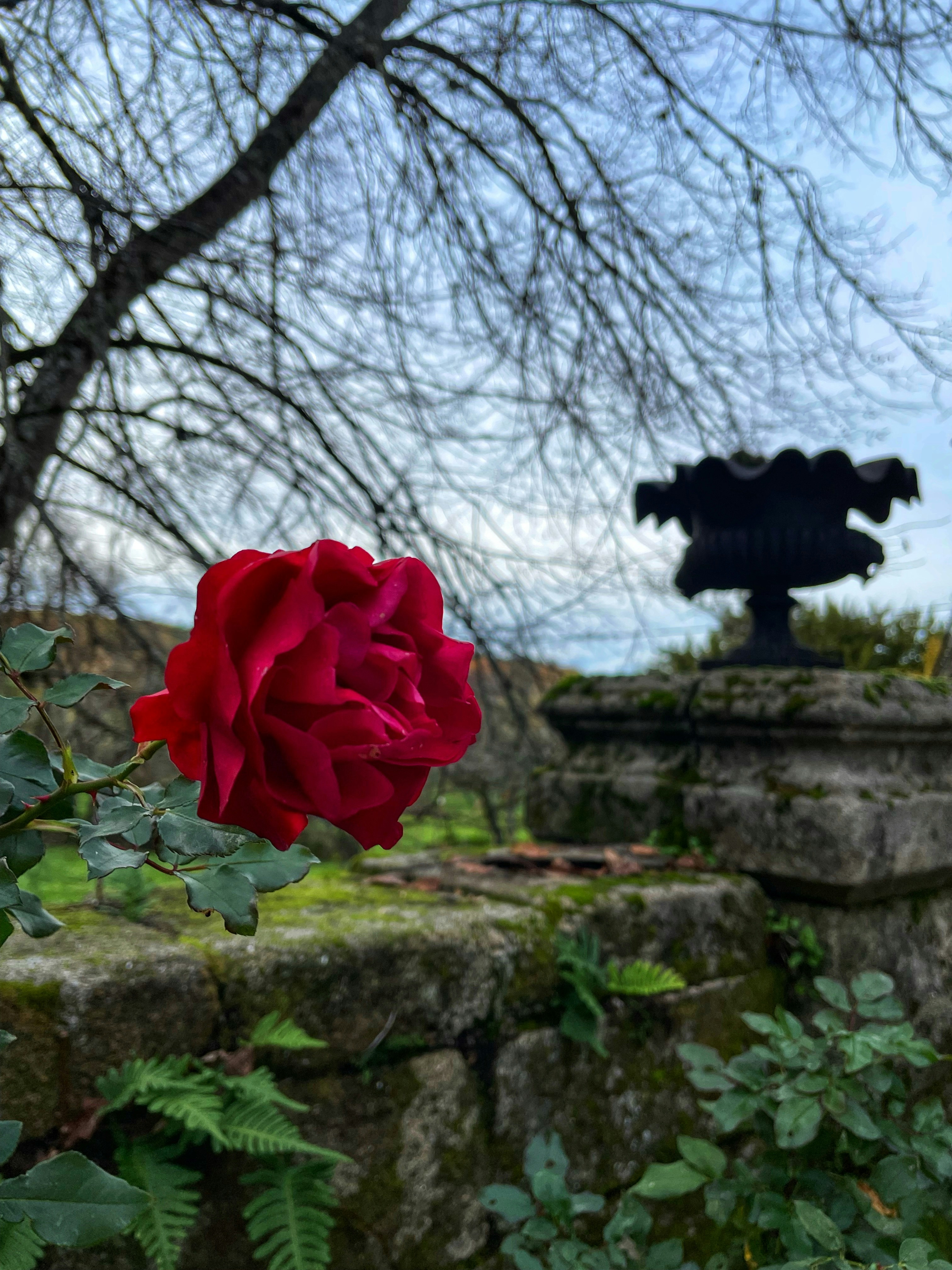 Crimson Rose in Focus Against a Silhouette of Time