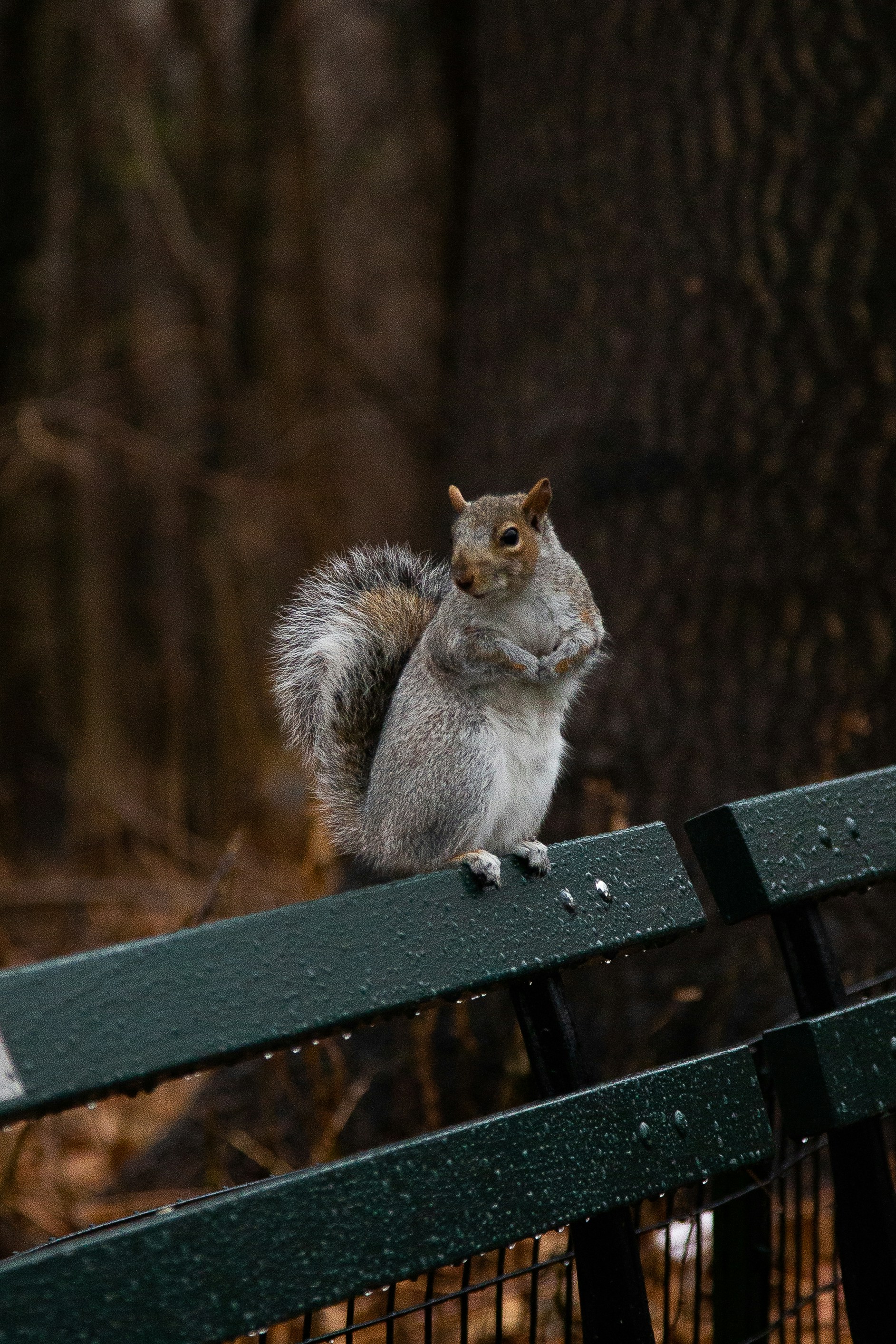 a squirrel is sitting on a green bench
