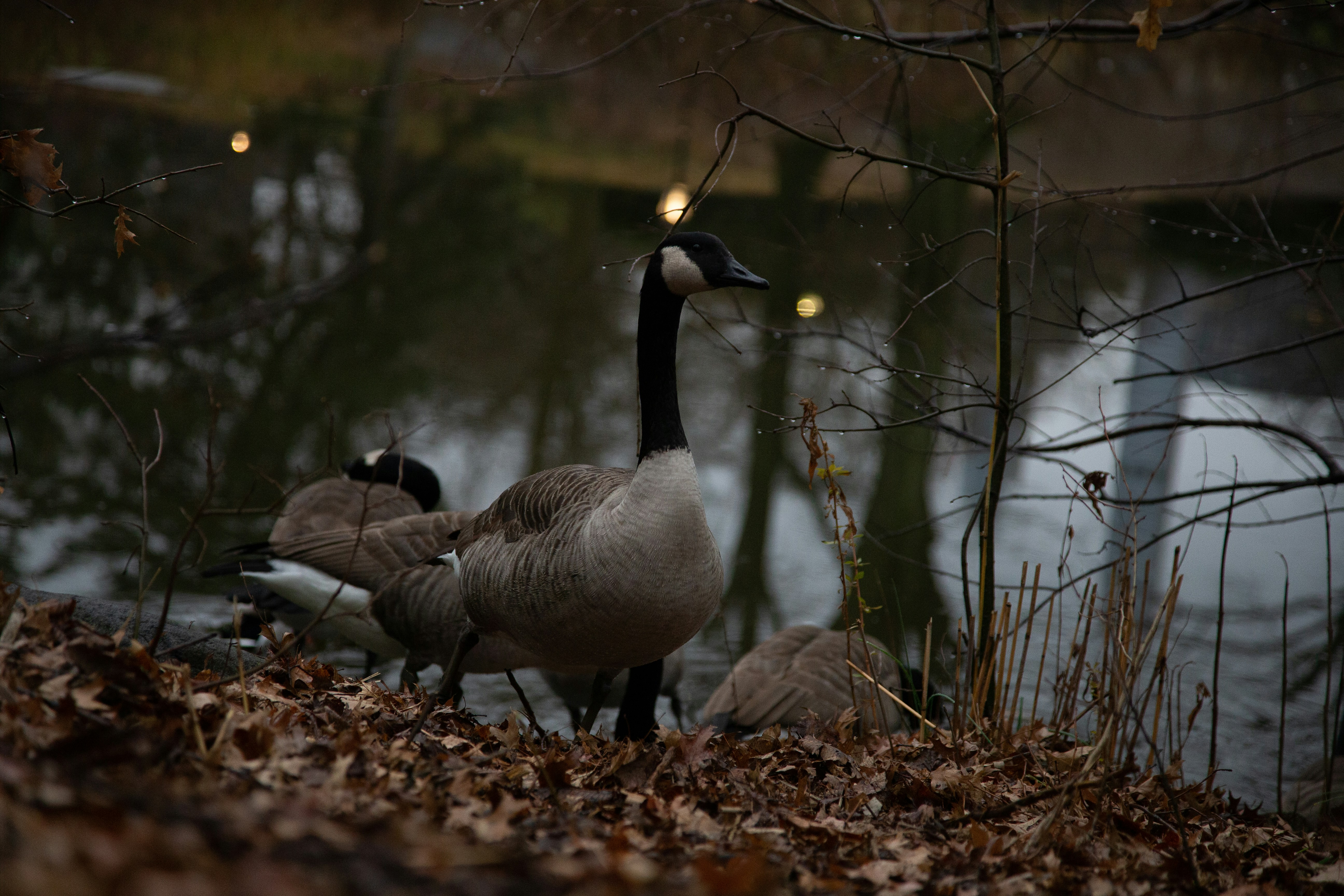 Low-lying Dusk by the Pond: A Goose Family Among Fallen Leaves