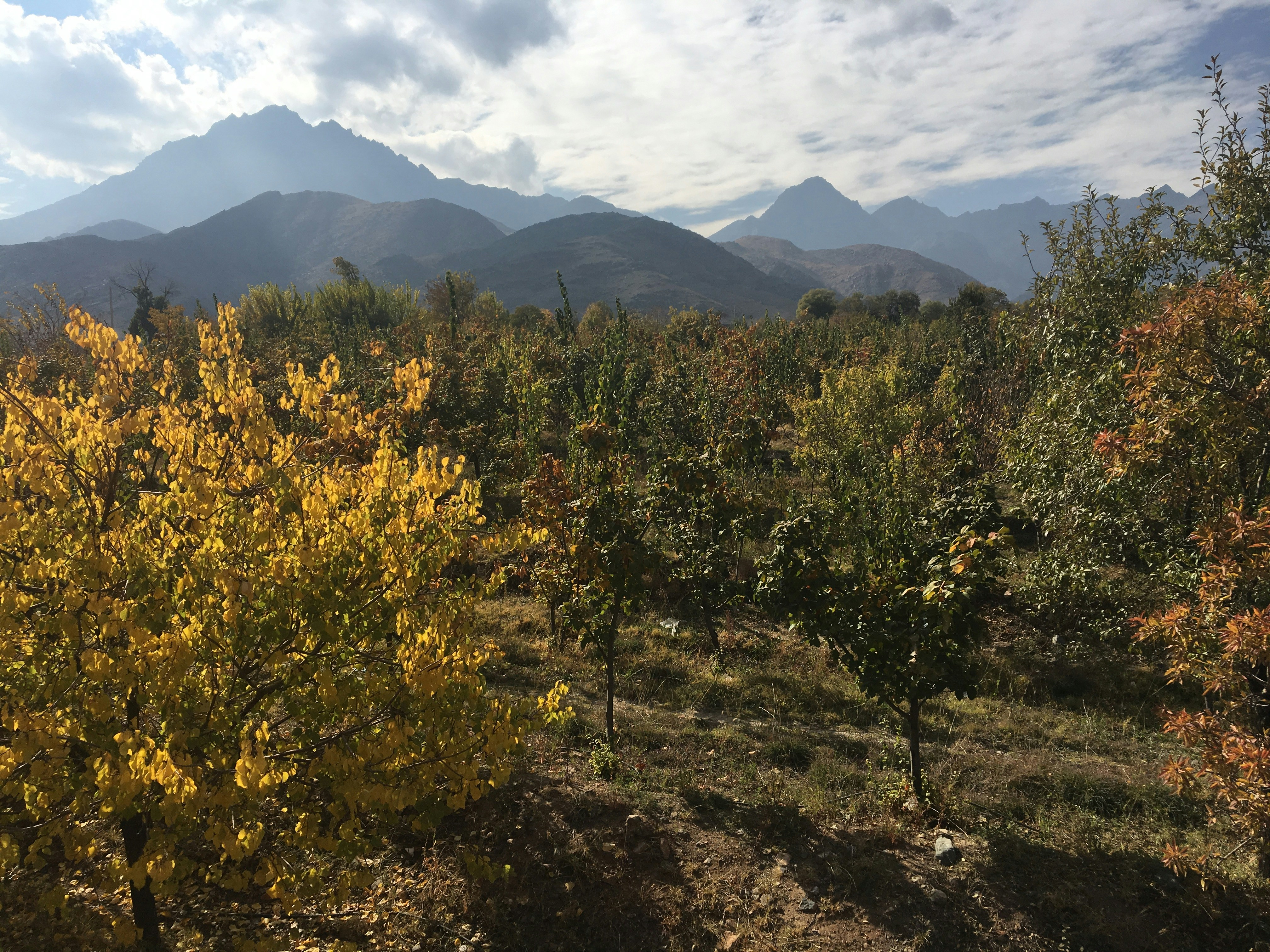Amber Orchard on a Distant Alpine Horizon
