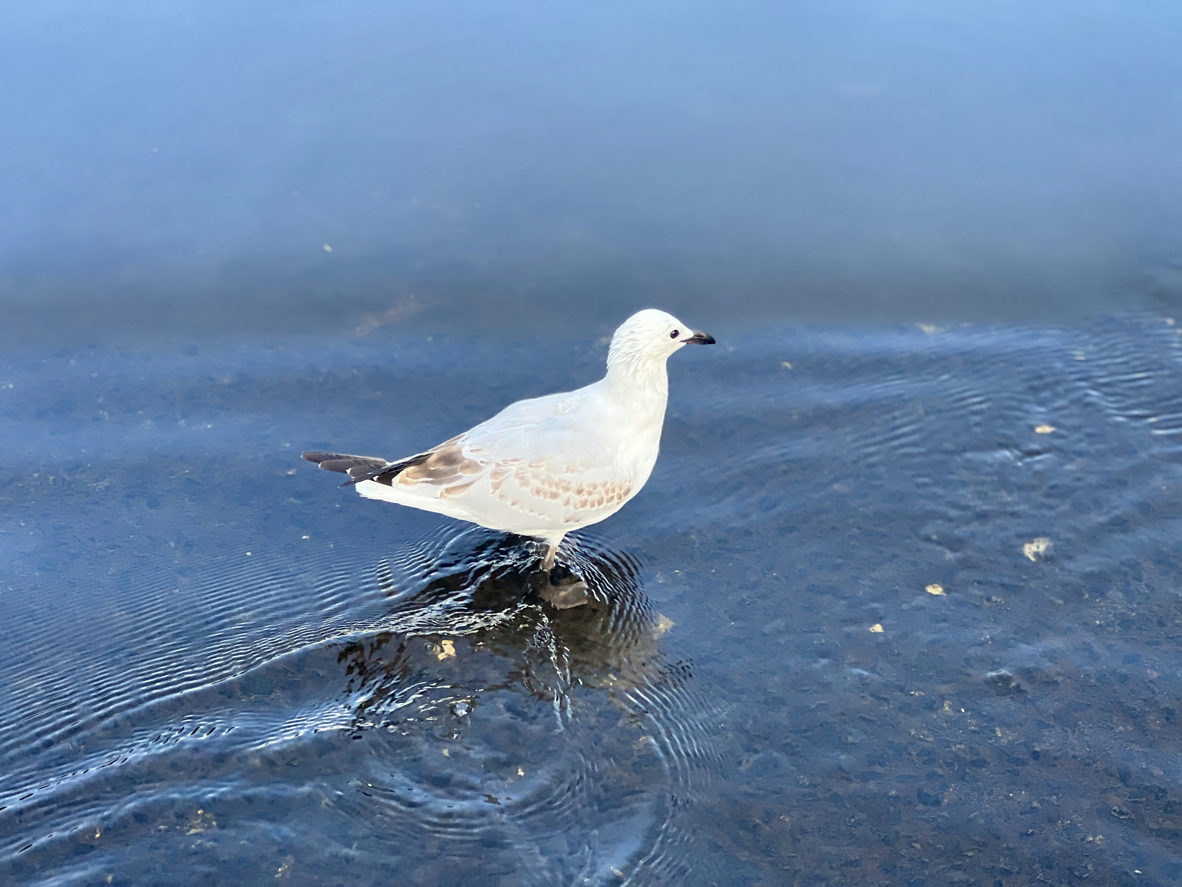 a seagull standing on a rock in the water