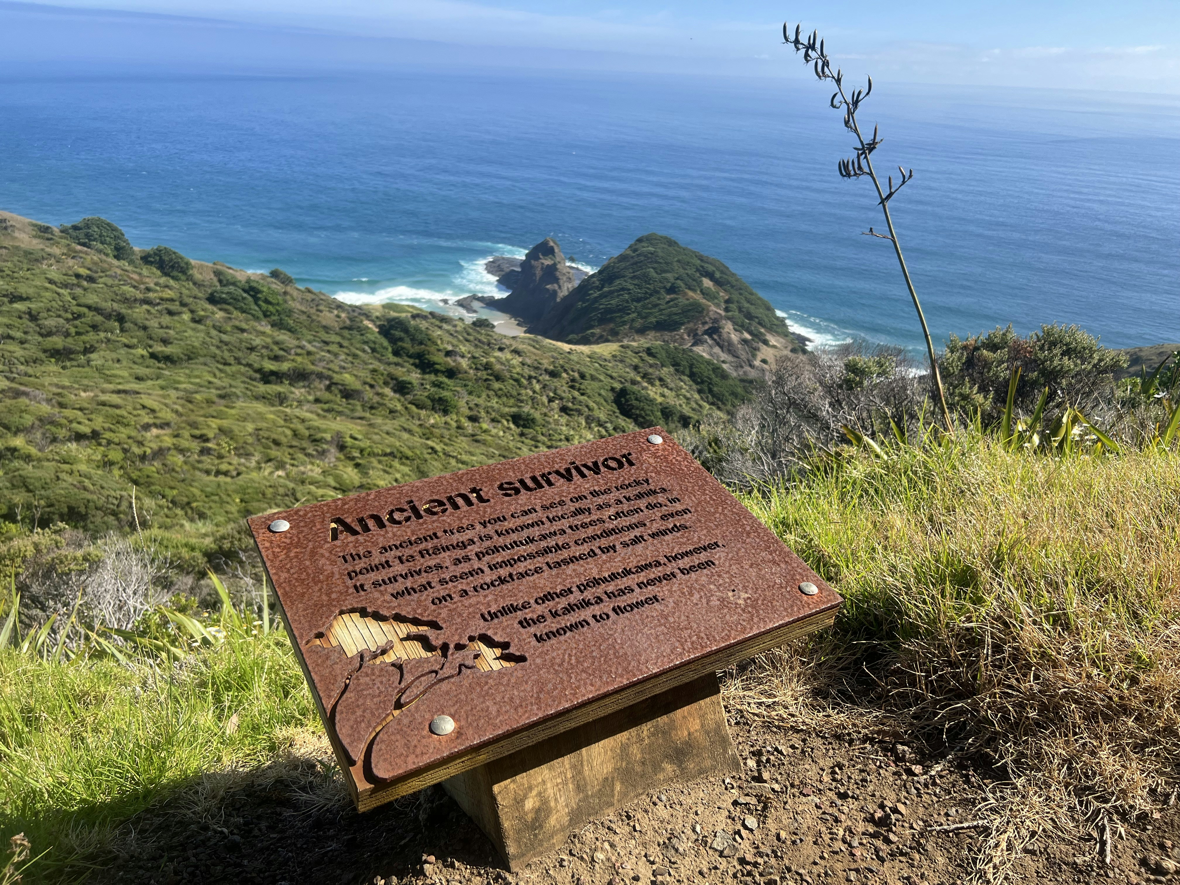 Ancient Survivor Plaque Framed by a Wind-Scoured Pacific Coast