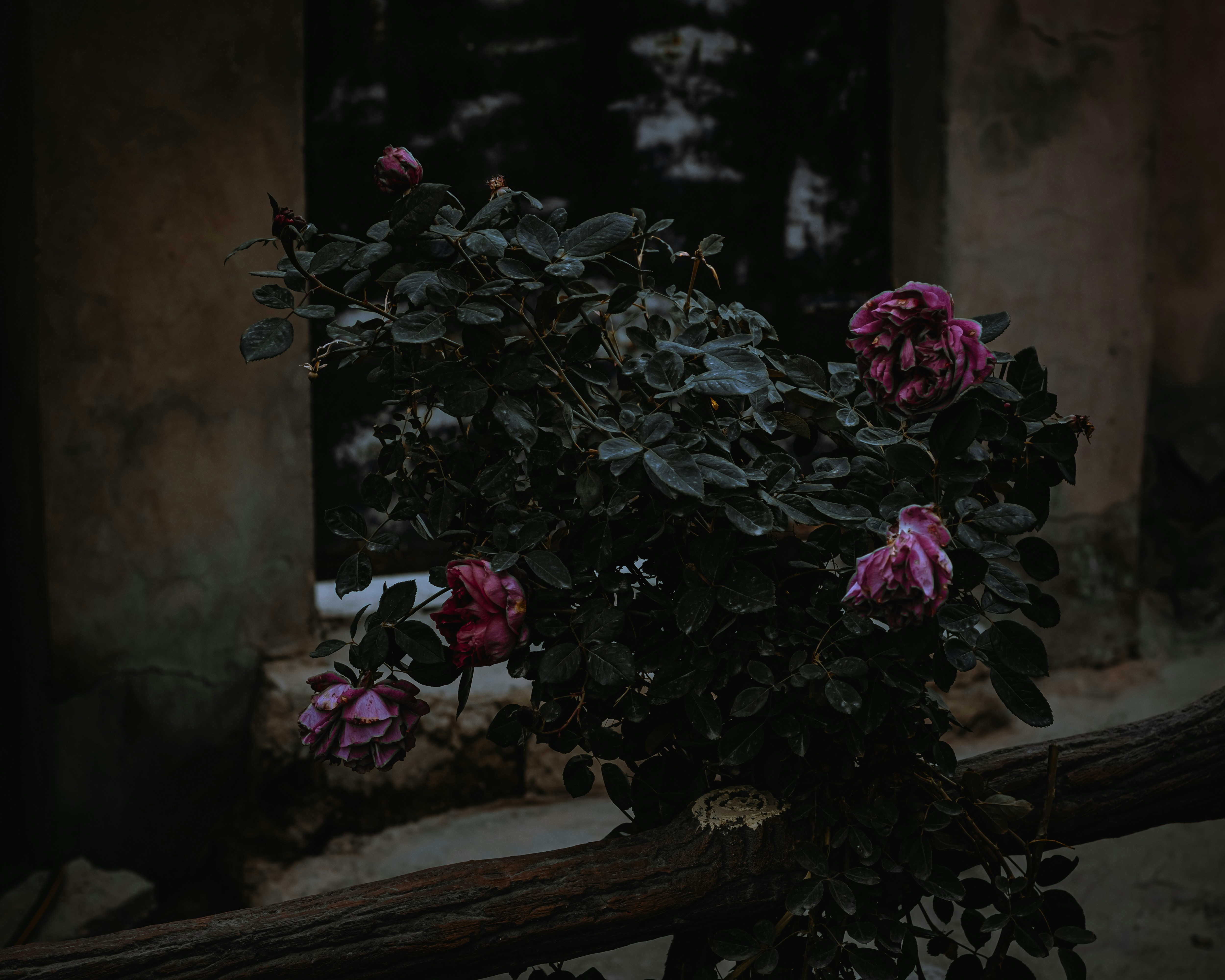 Moonlit Roses: A Quiet Corner with Distant Gateposts