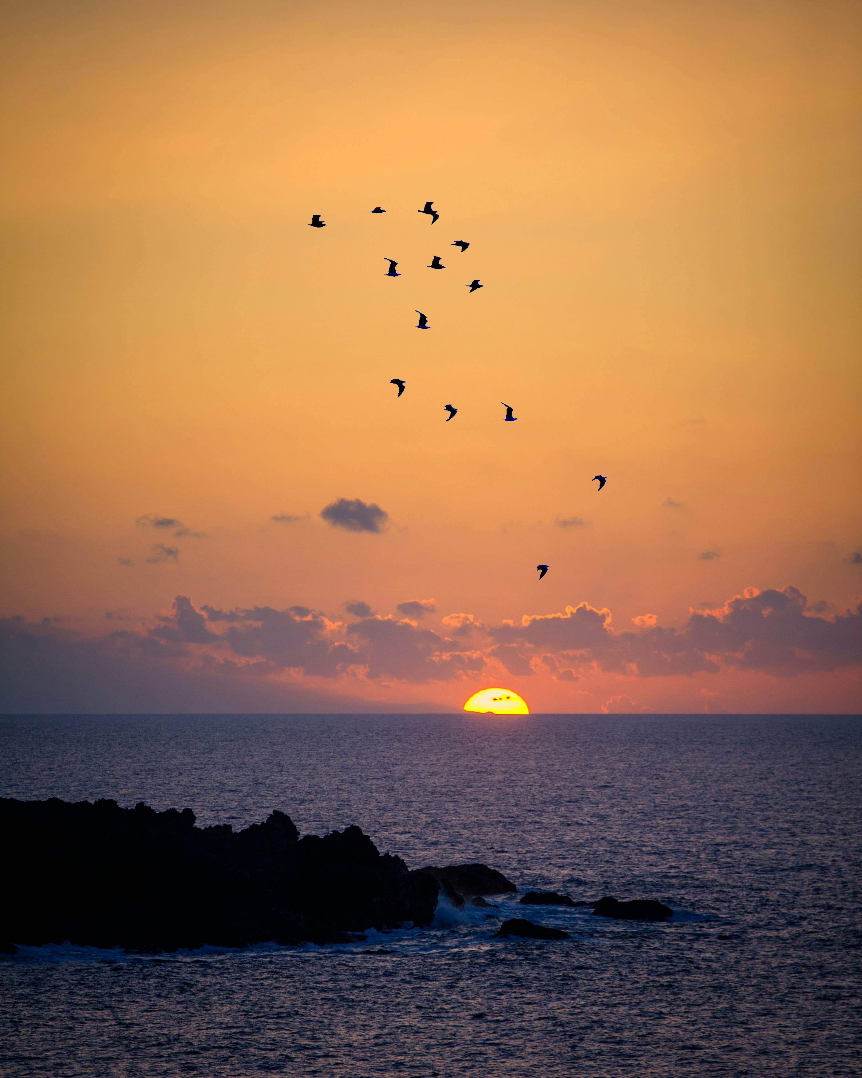 Ember Horizon: Birds Sketch the Sunlit Sea at Dusk
