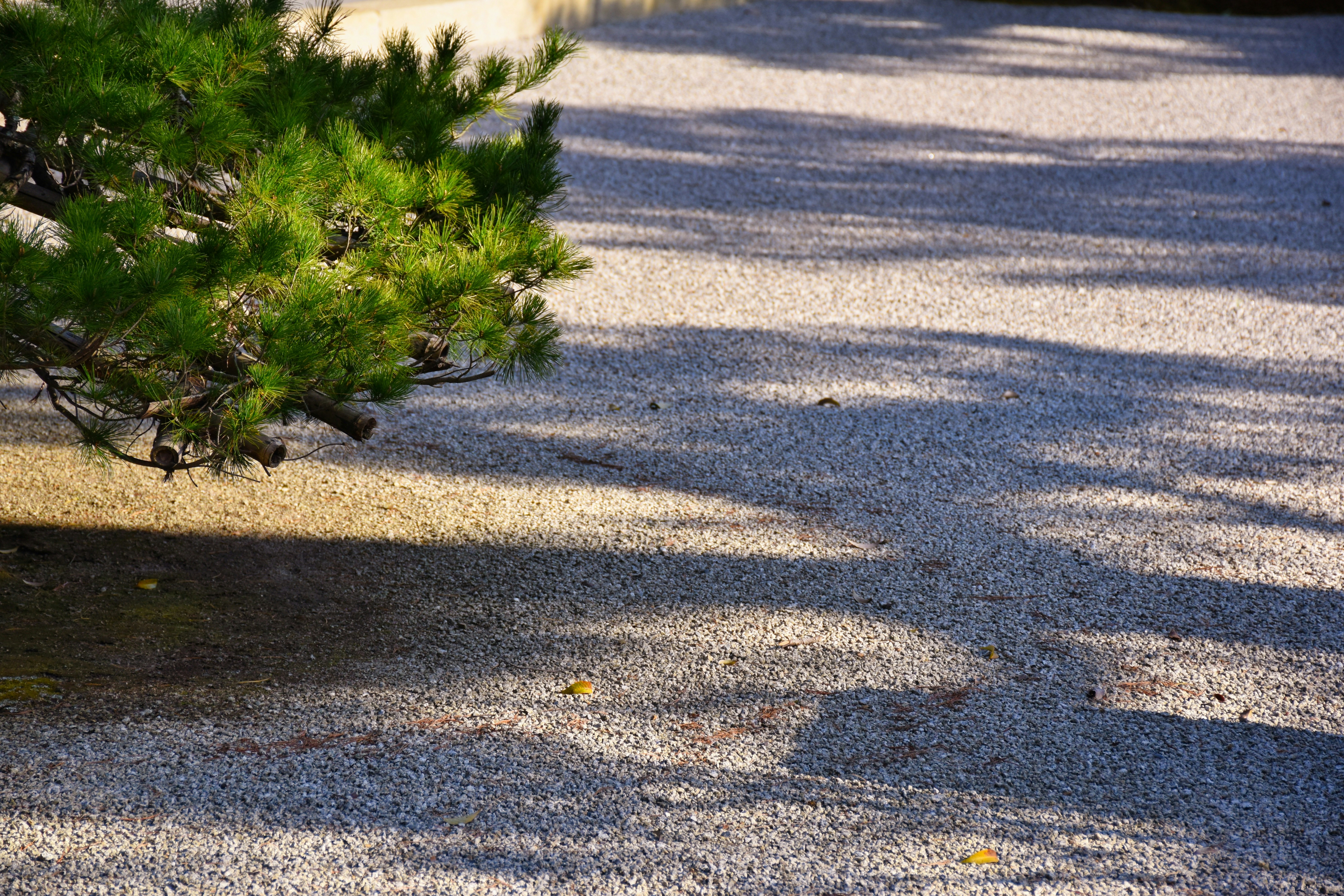 A tranquil gravel pathway illuminated by dappled sunlight, framed by the gentle silhouette of a pine tree. Shadows dance across the surface.