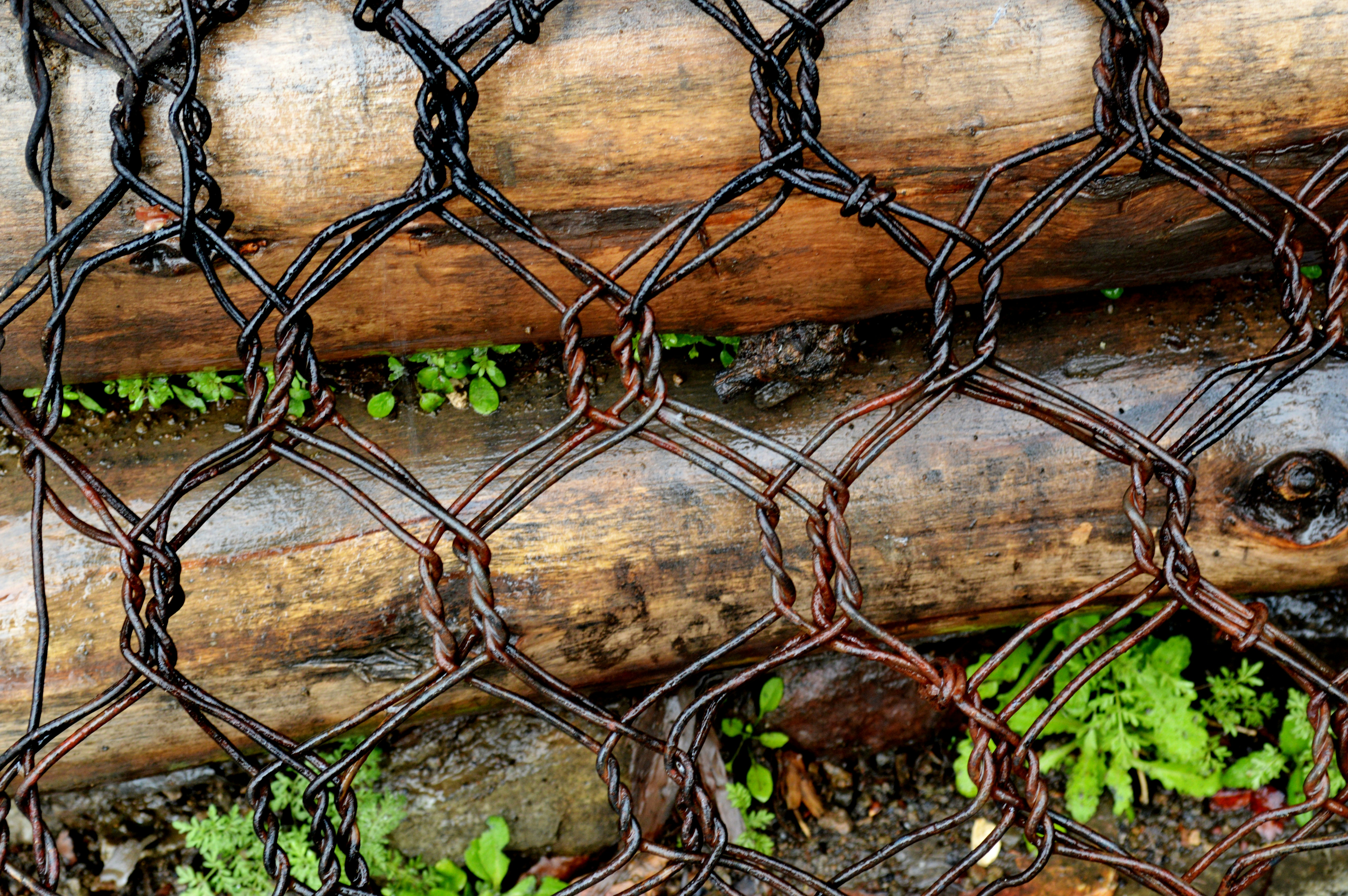 Rusted Chain-Link Veil Over Weathered Logs, Sprouts Breaking Through