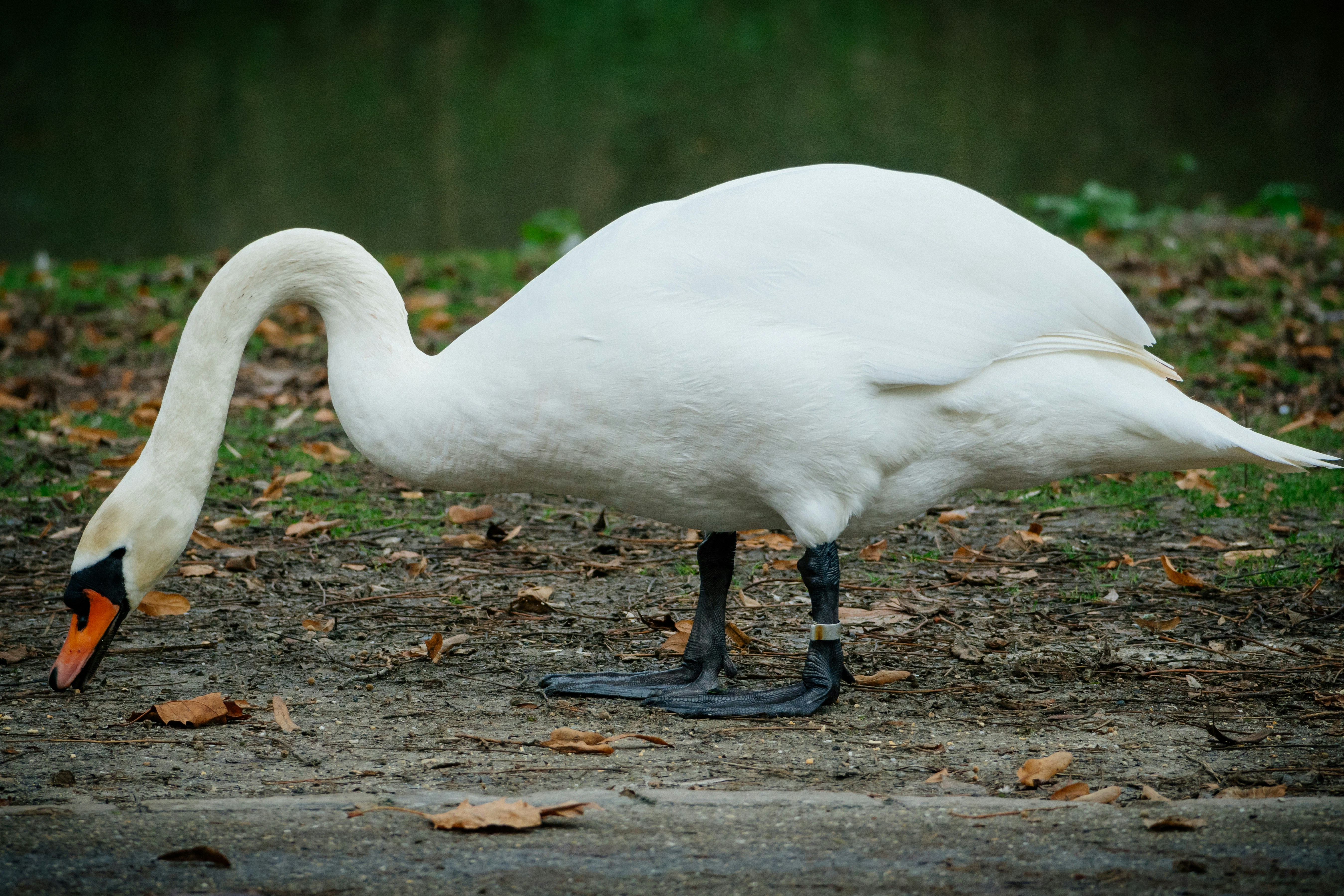 A large white bird with a long neck and legs photo – Free Maastricht ...