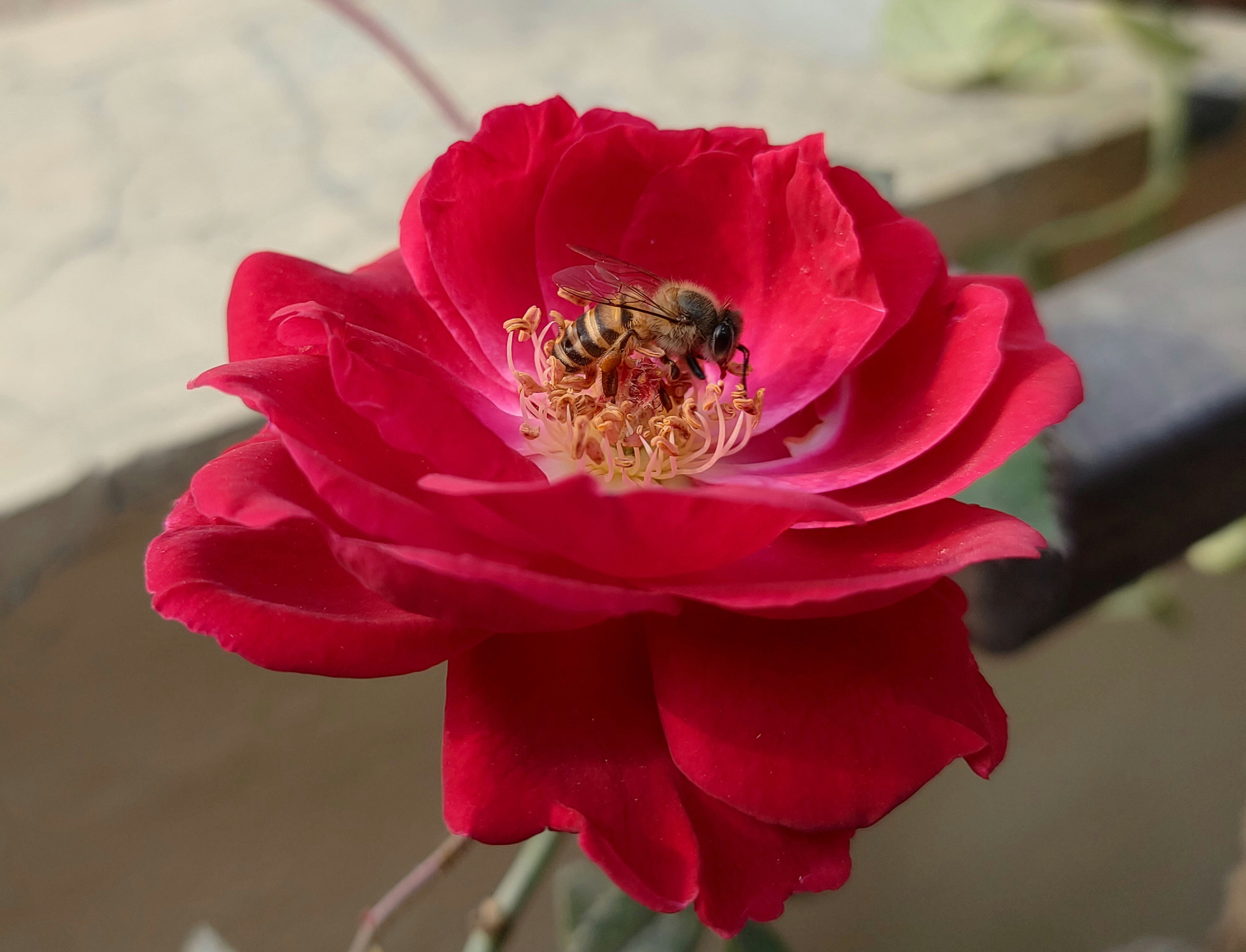 A bee collecting nectar from the vibrant petals of a red rose, showcasing the intricate details of nature's beauty.
