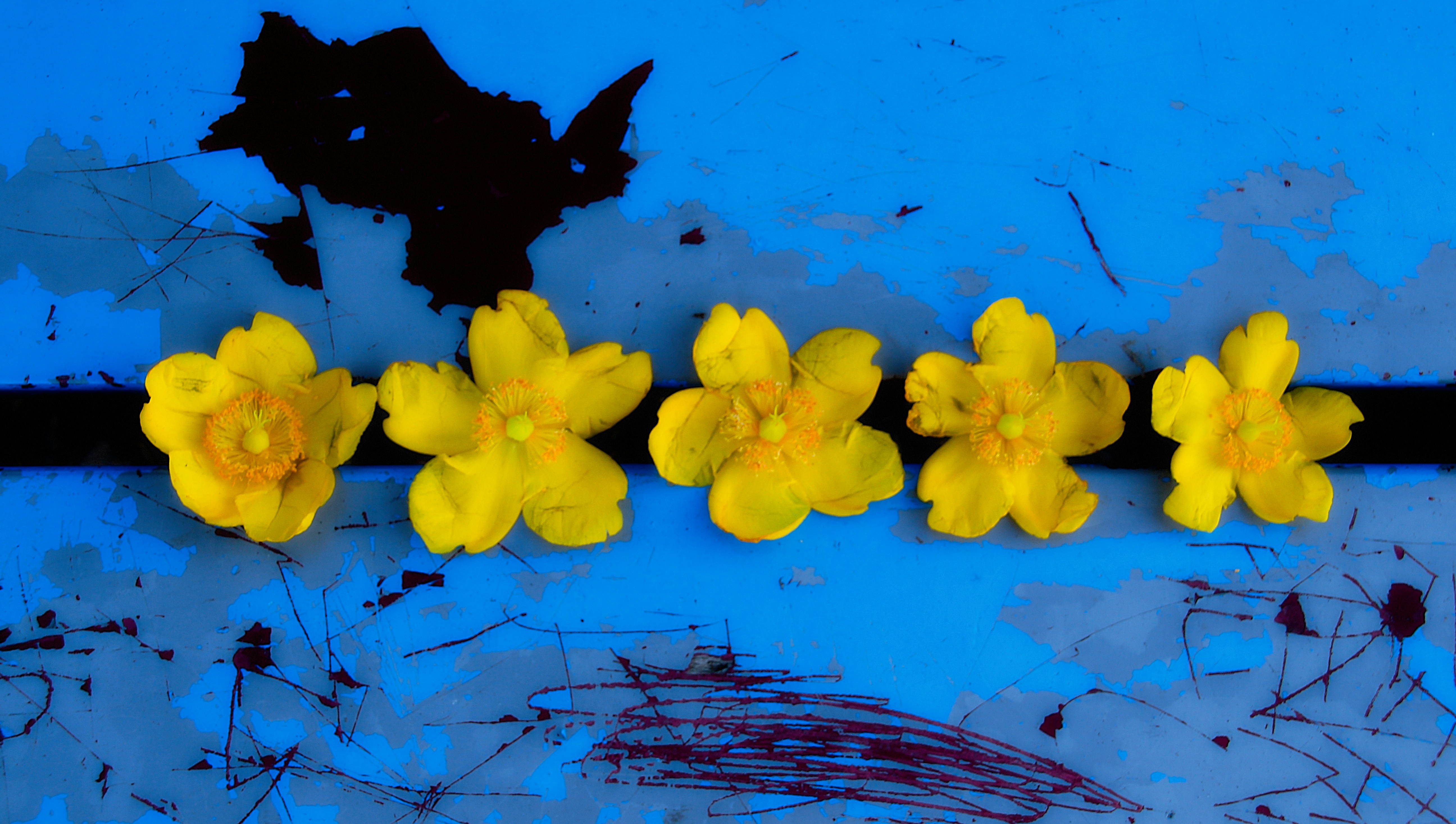 Yellow Blooms Against a Weathered Canvas