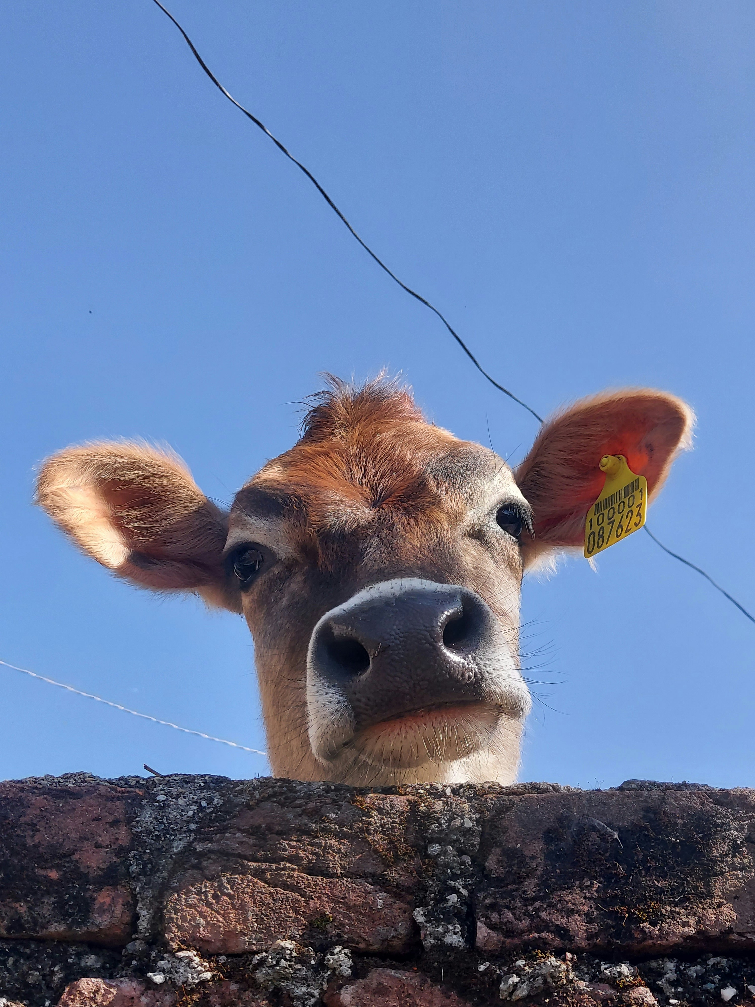 A close up of a cow looking over a wall photo – Free Himachal pradesh ...