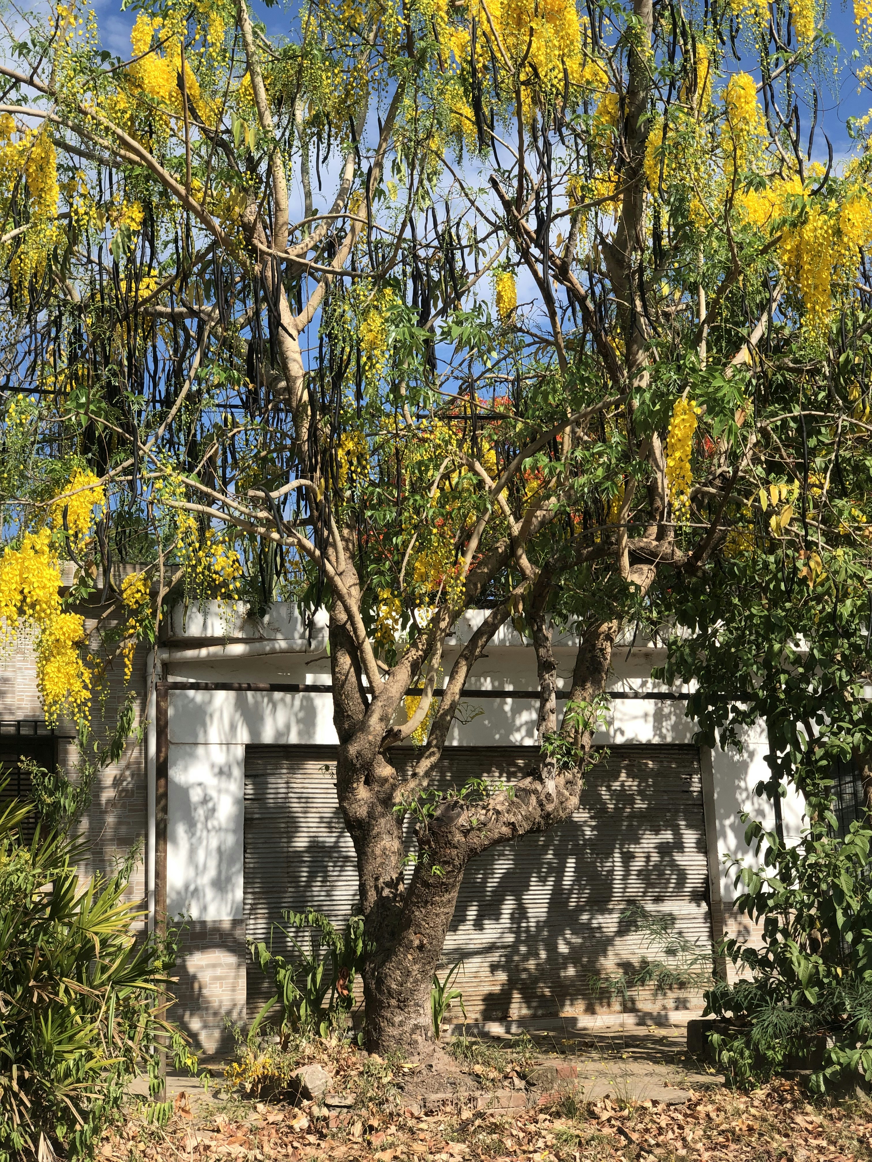 Yellow Blooming Canopy Framing a Suburban Garage