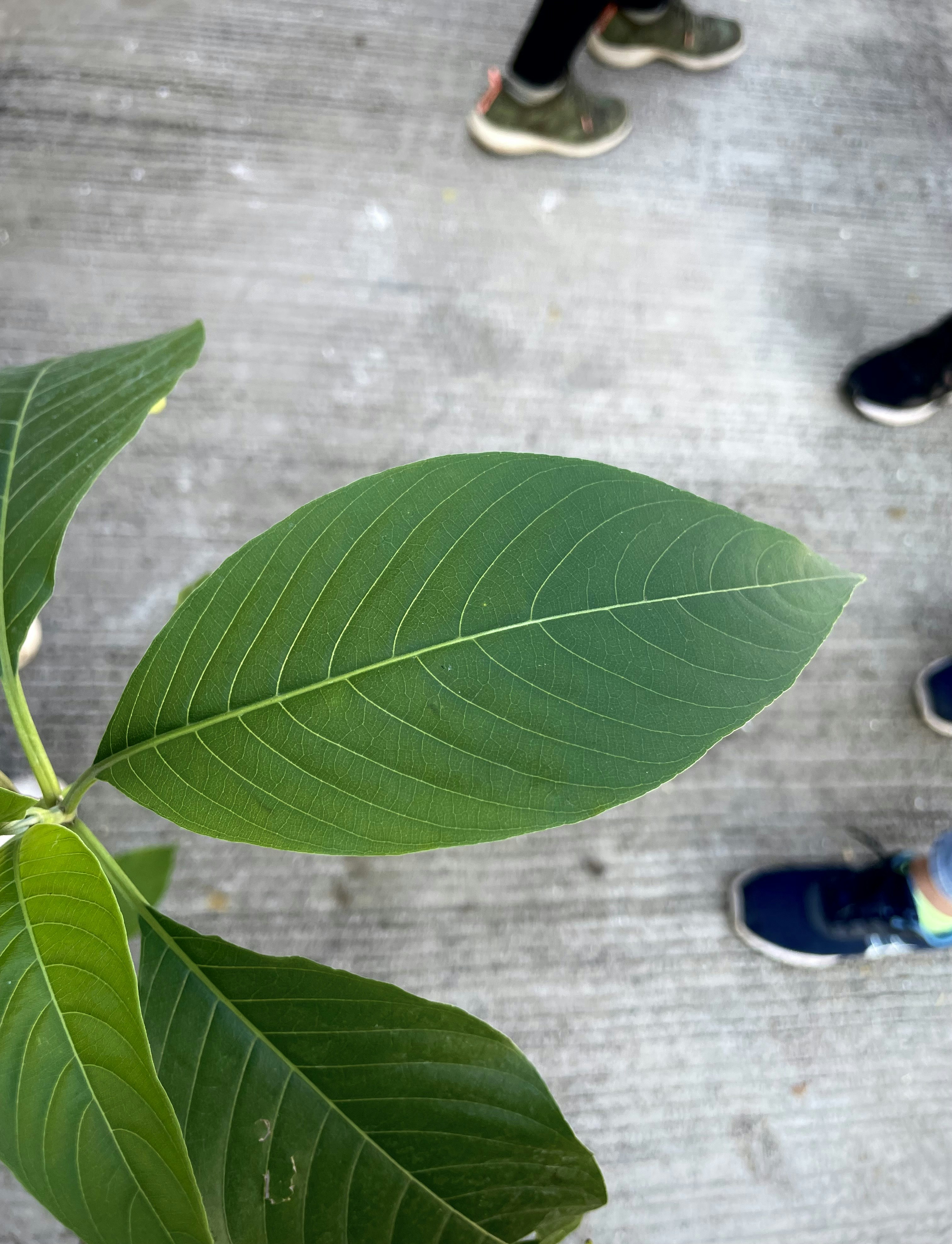 Verdant Veins Up Close: Leaf Against a Concrete Canvas