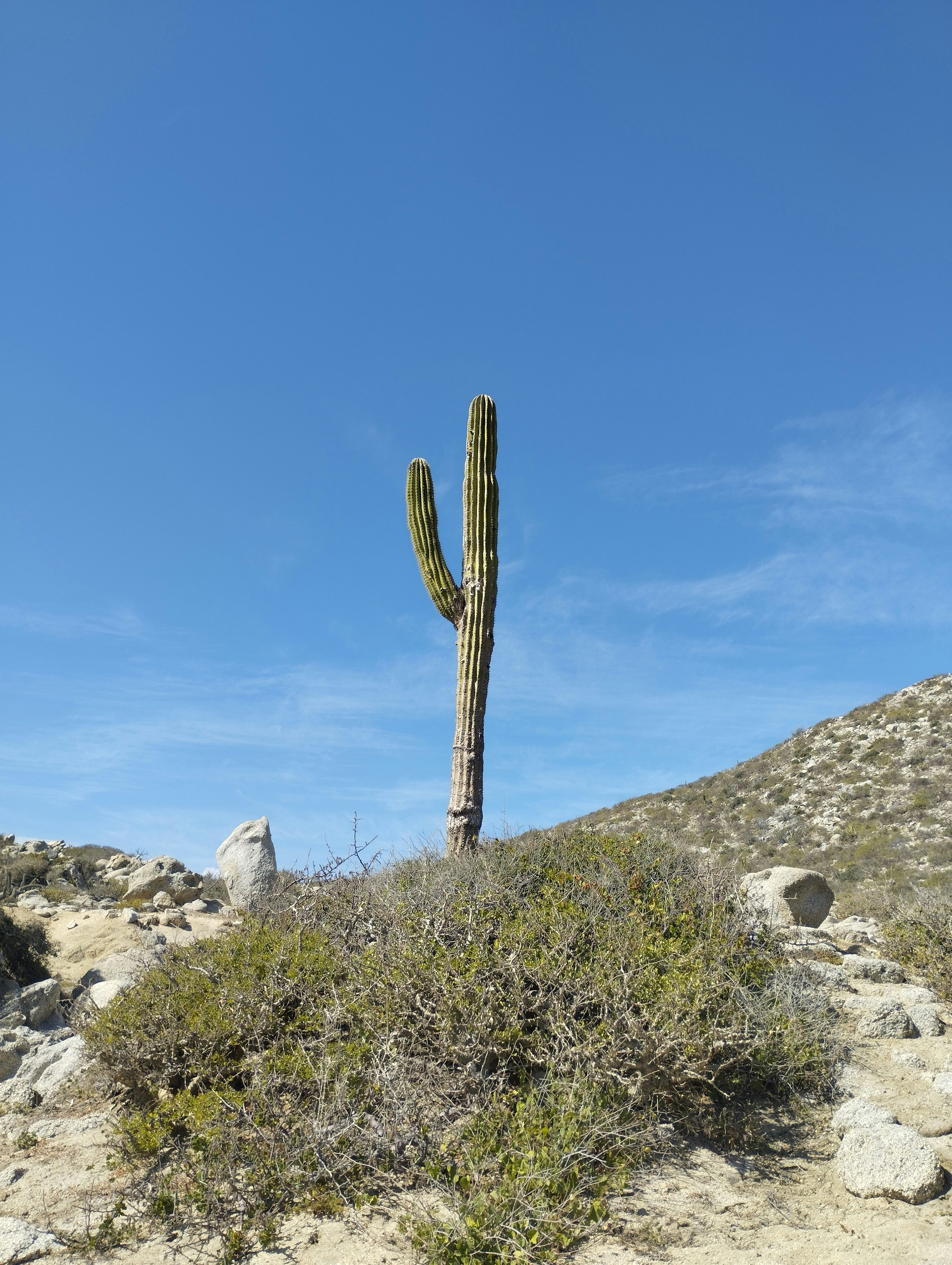 Cactus Sentinel: Saguaro Against a Cobalt Desert Sky