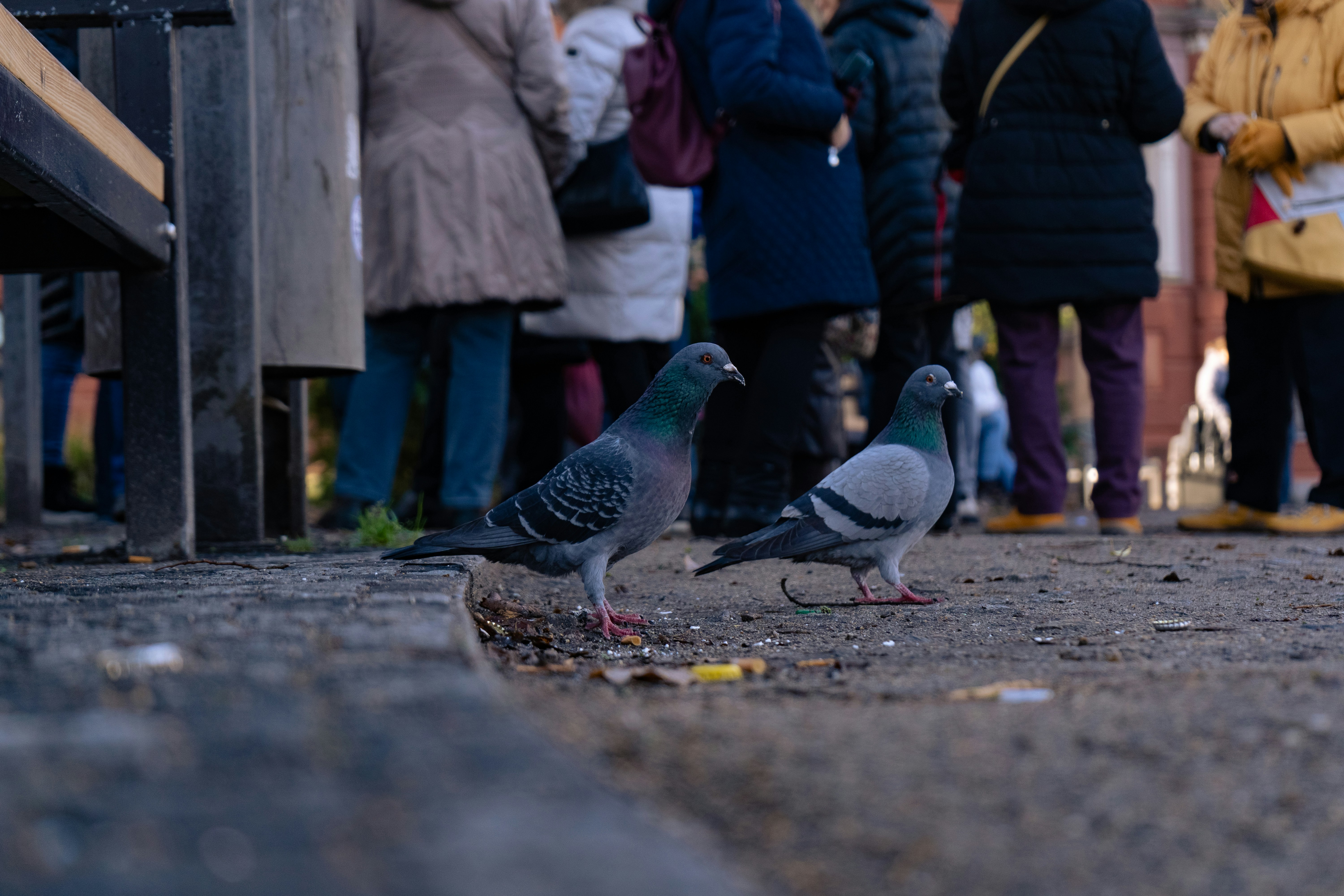 Two Urban Pigeons Navigate a Quiet Pause Among a City Crowd