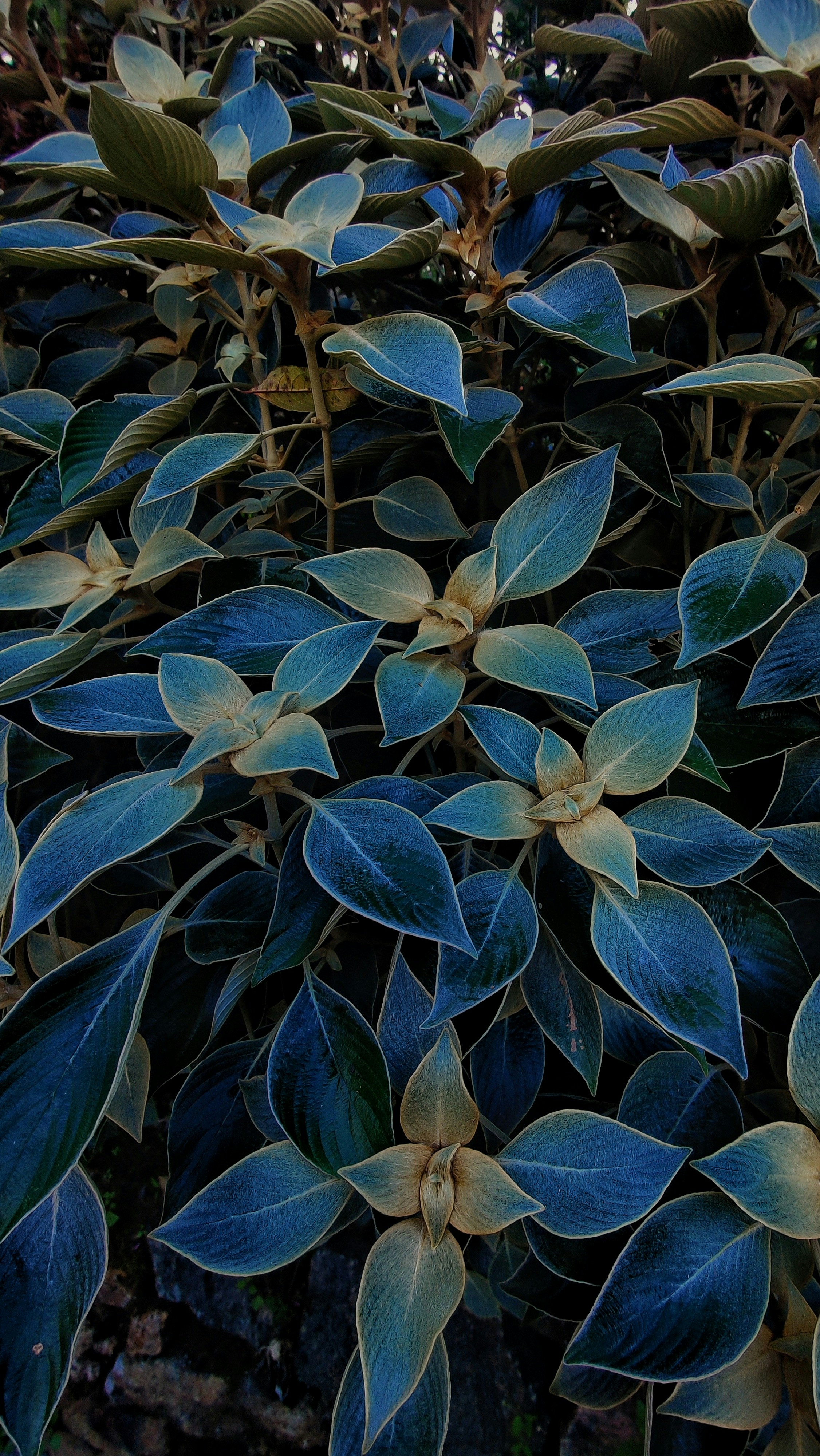 a close up of a plant with blue leaves