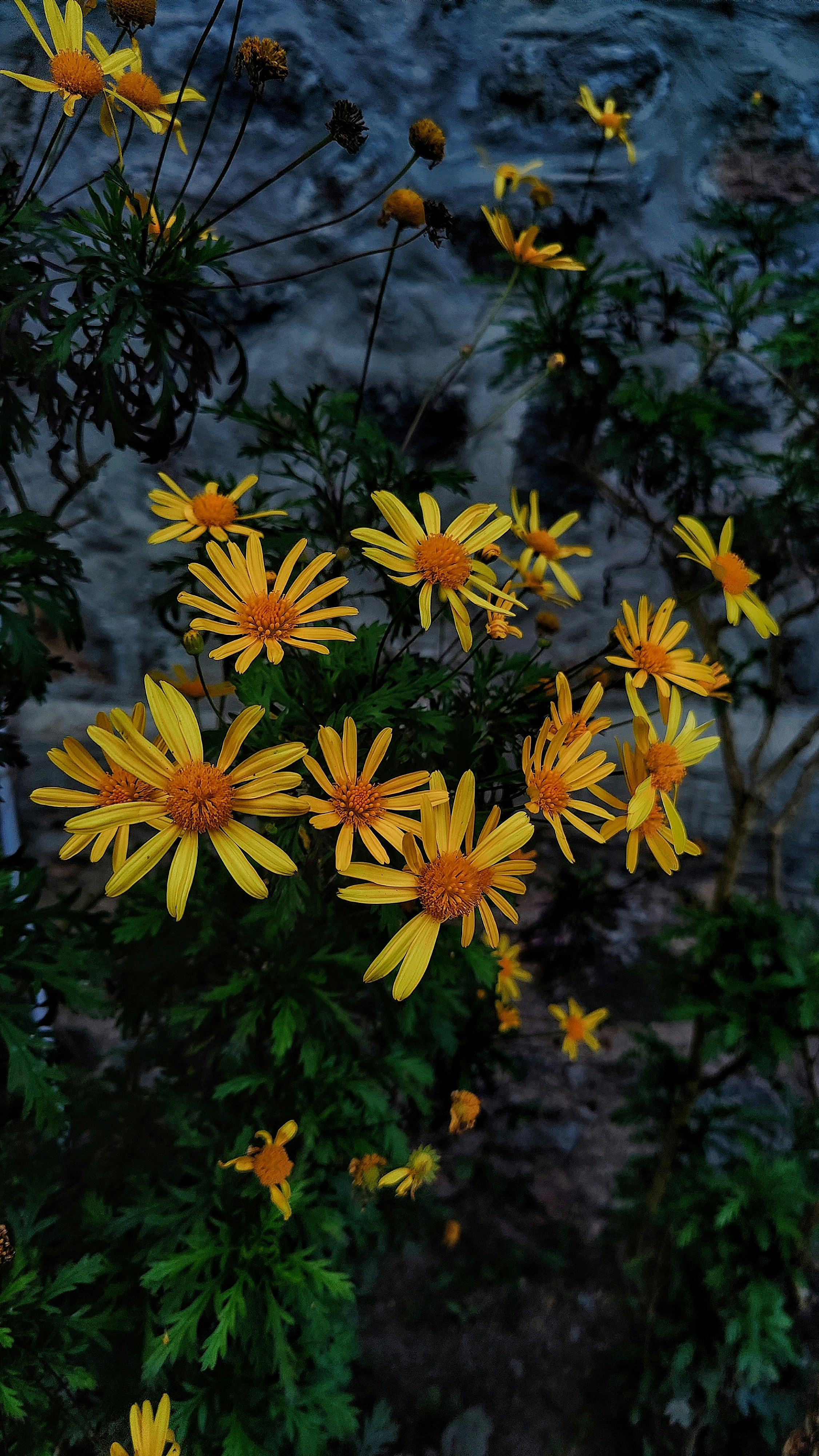 Photo by Swapneel Saha with OnePlus 8 Pro