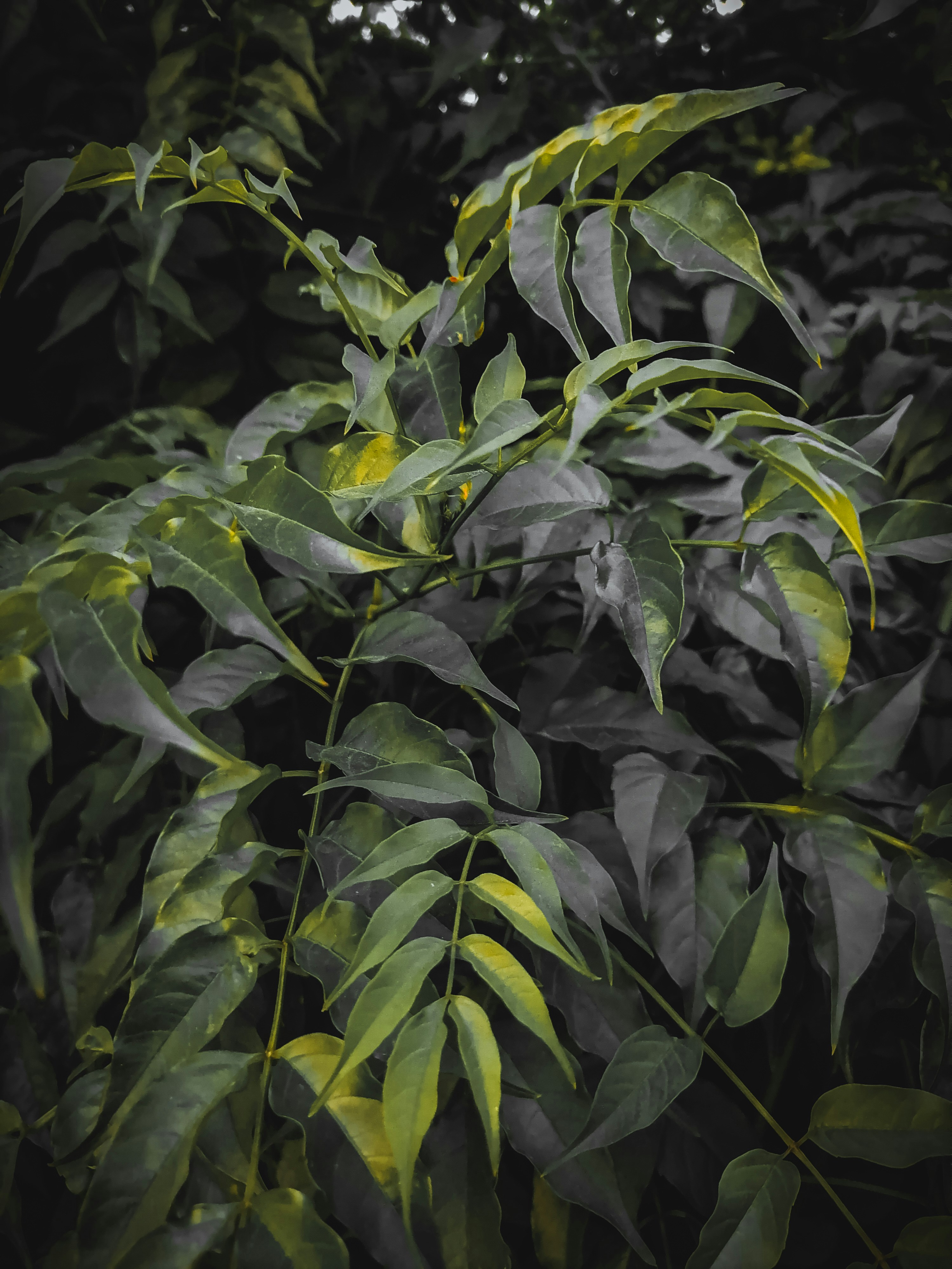 Close-up of vibrant green leaves interspersed with darker foliage, showcasing intricate textures and shades. The composition highlights the beauty of nature's details.