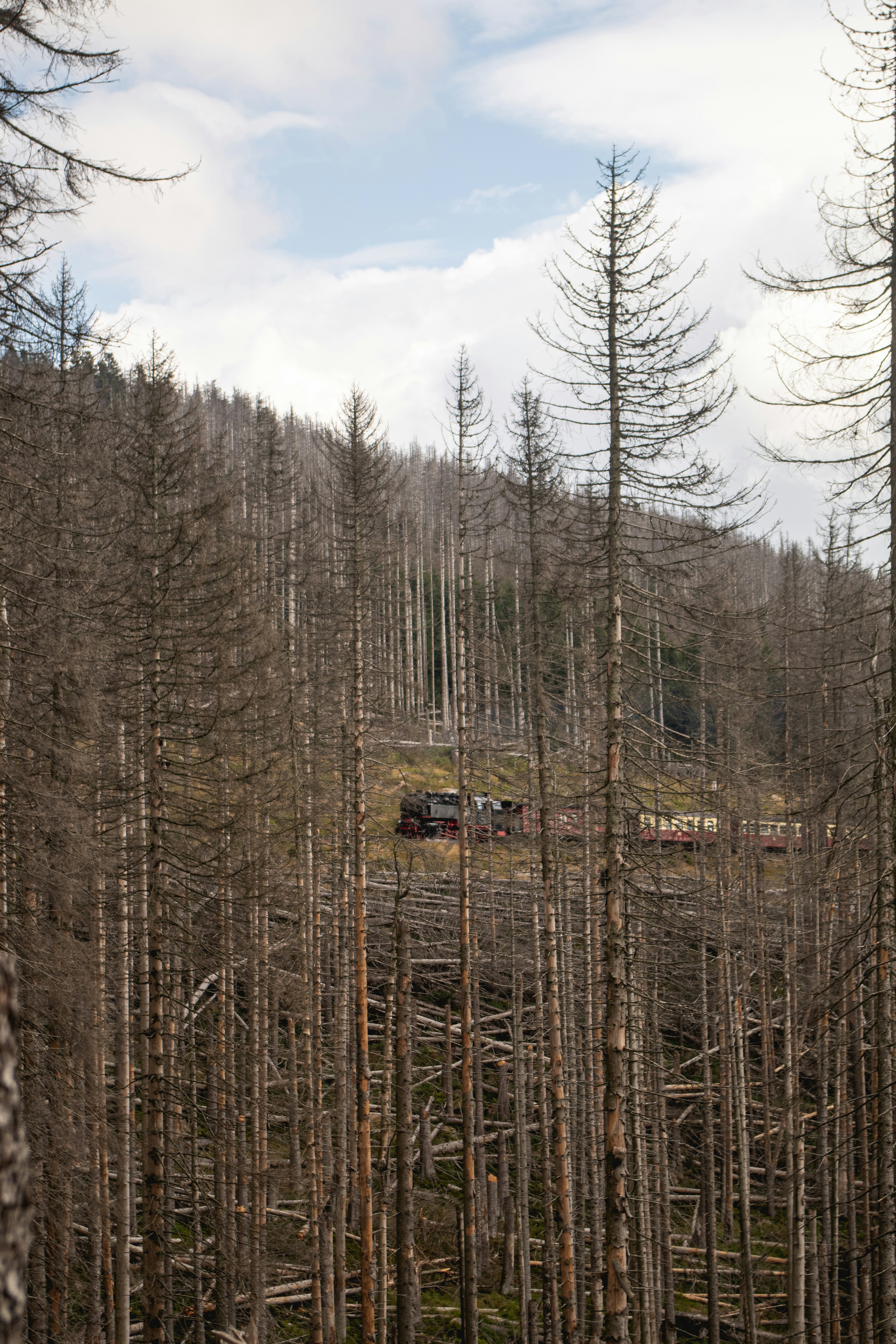 A vintage train navigates through a desolate forest, surrounded by skeletal trees and remnants of logging. The contrast between nature and machinery tells a story of change.