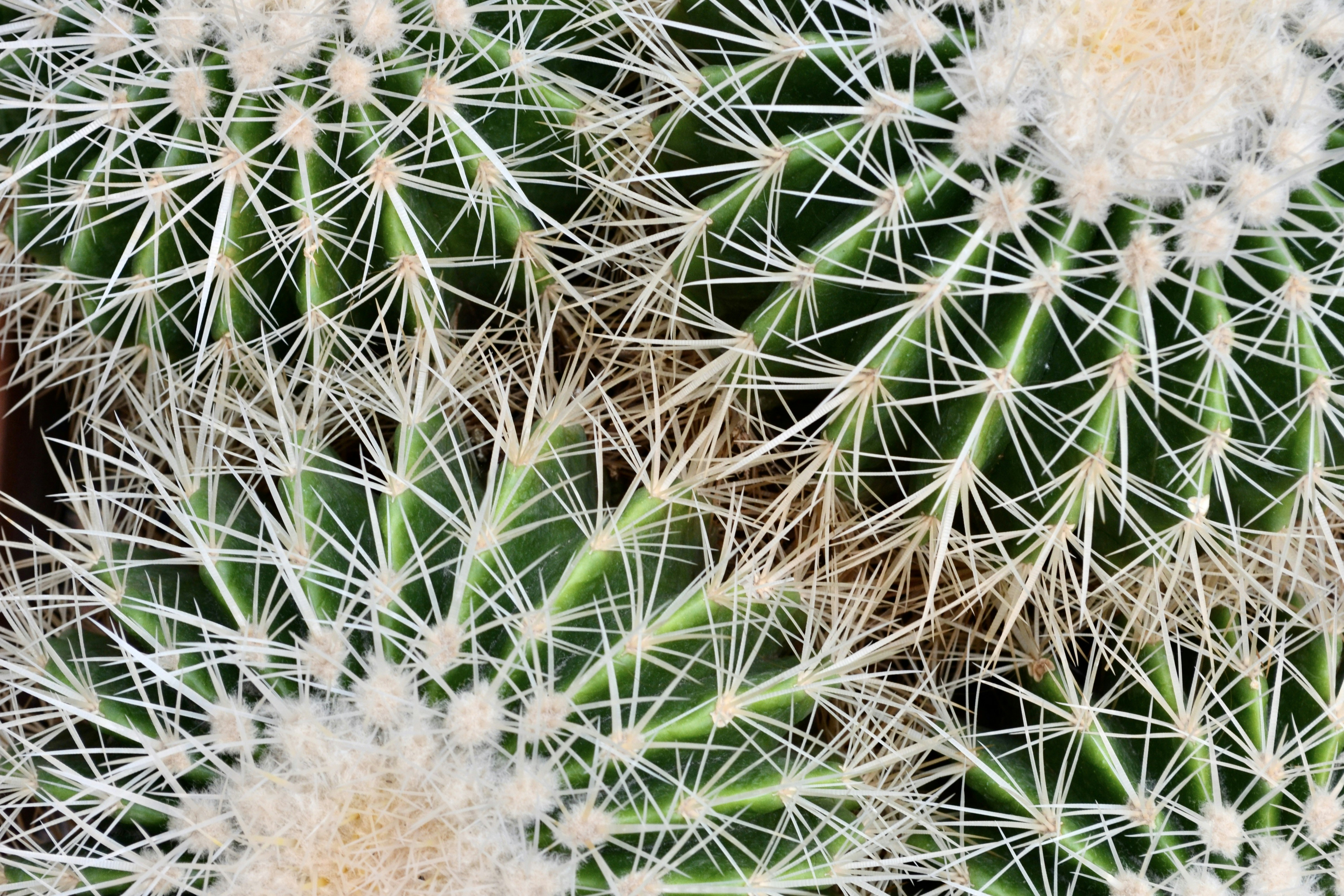 A close up of a cactus with many small white flowers photo – Free ...