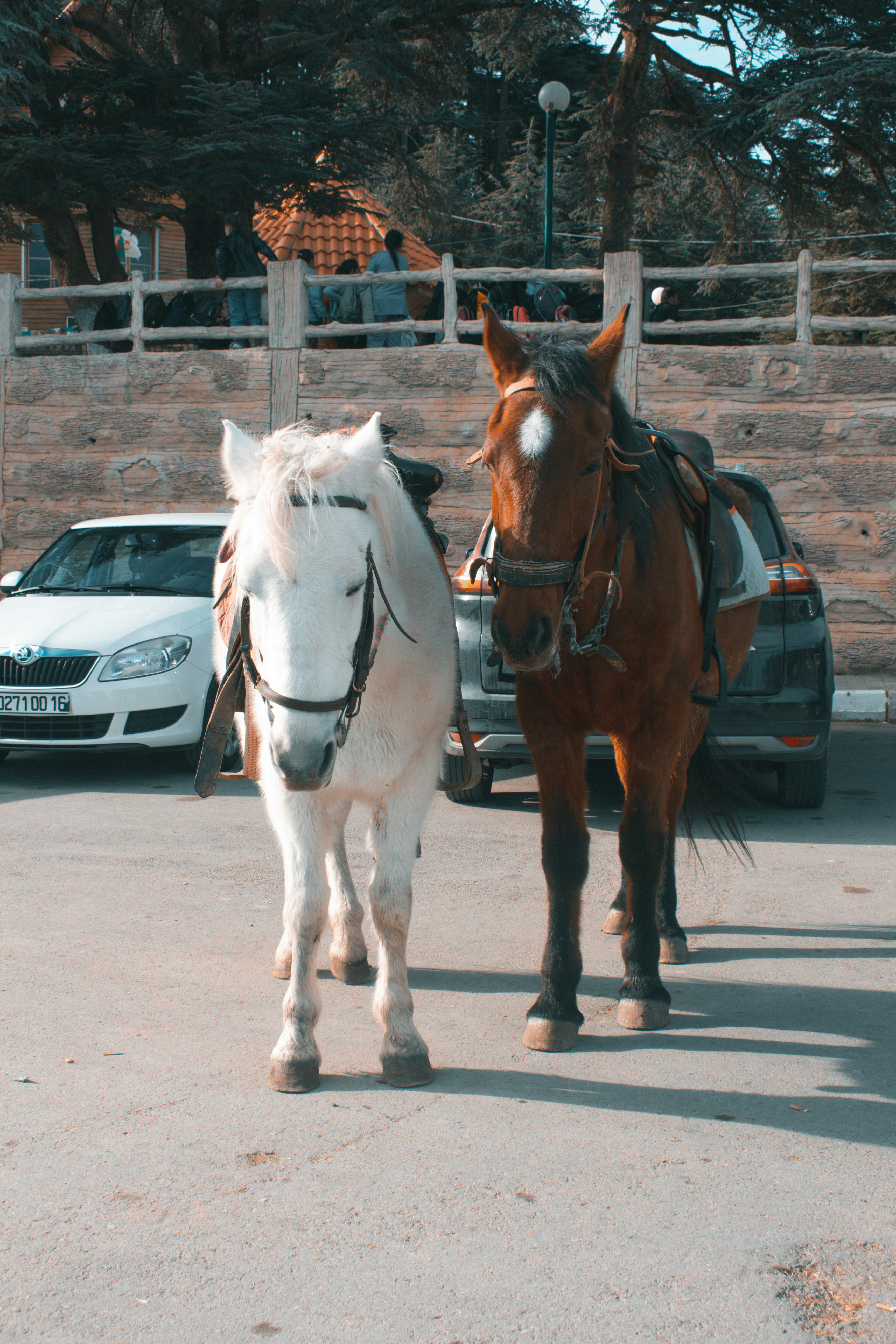 A couple of horses that are standing in the street photo – Free Horse ...