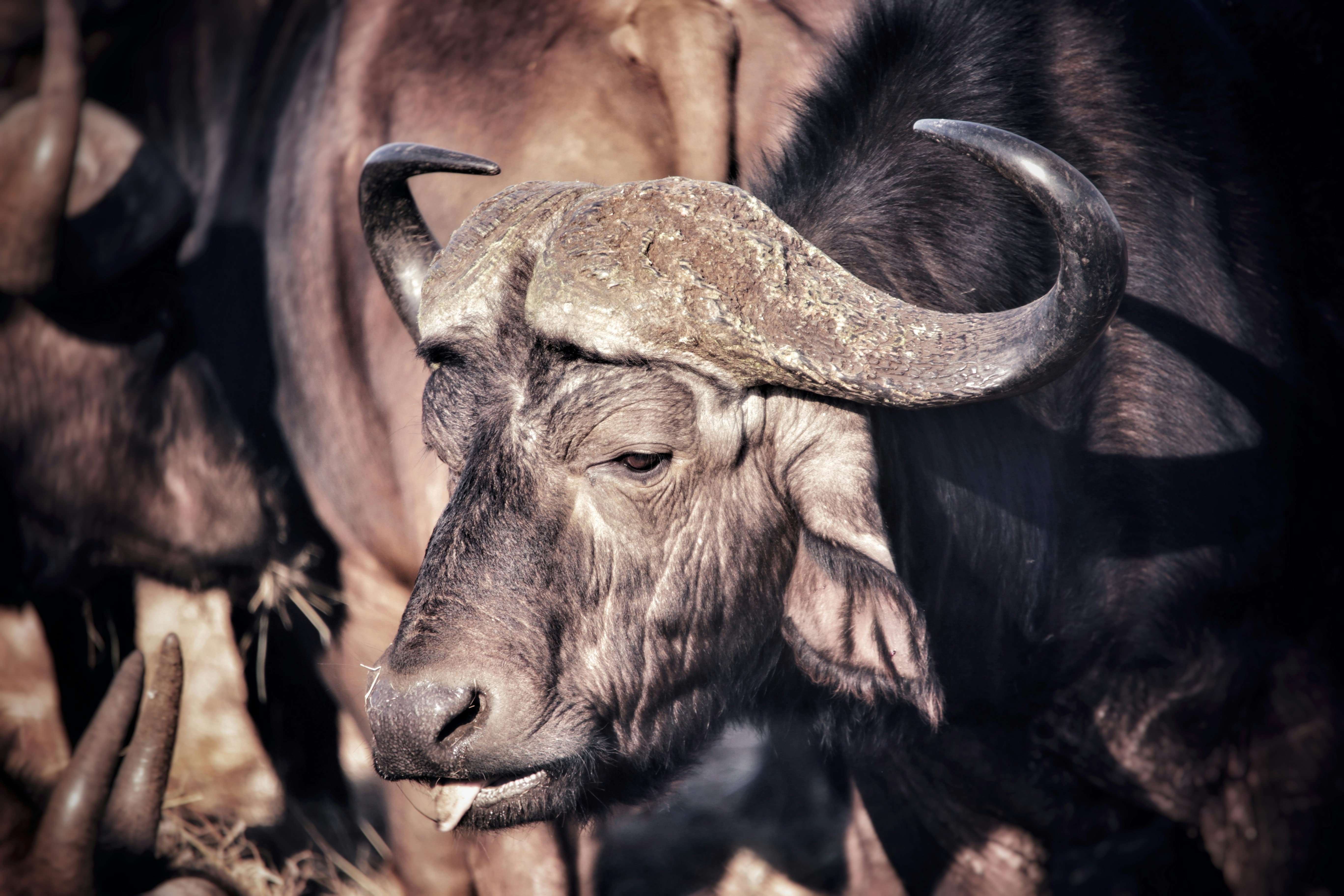 Horned Quietude: Buffalo Portrait Carved by Dusk Light