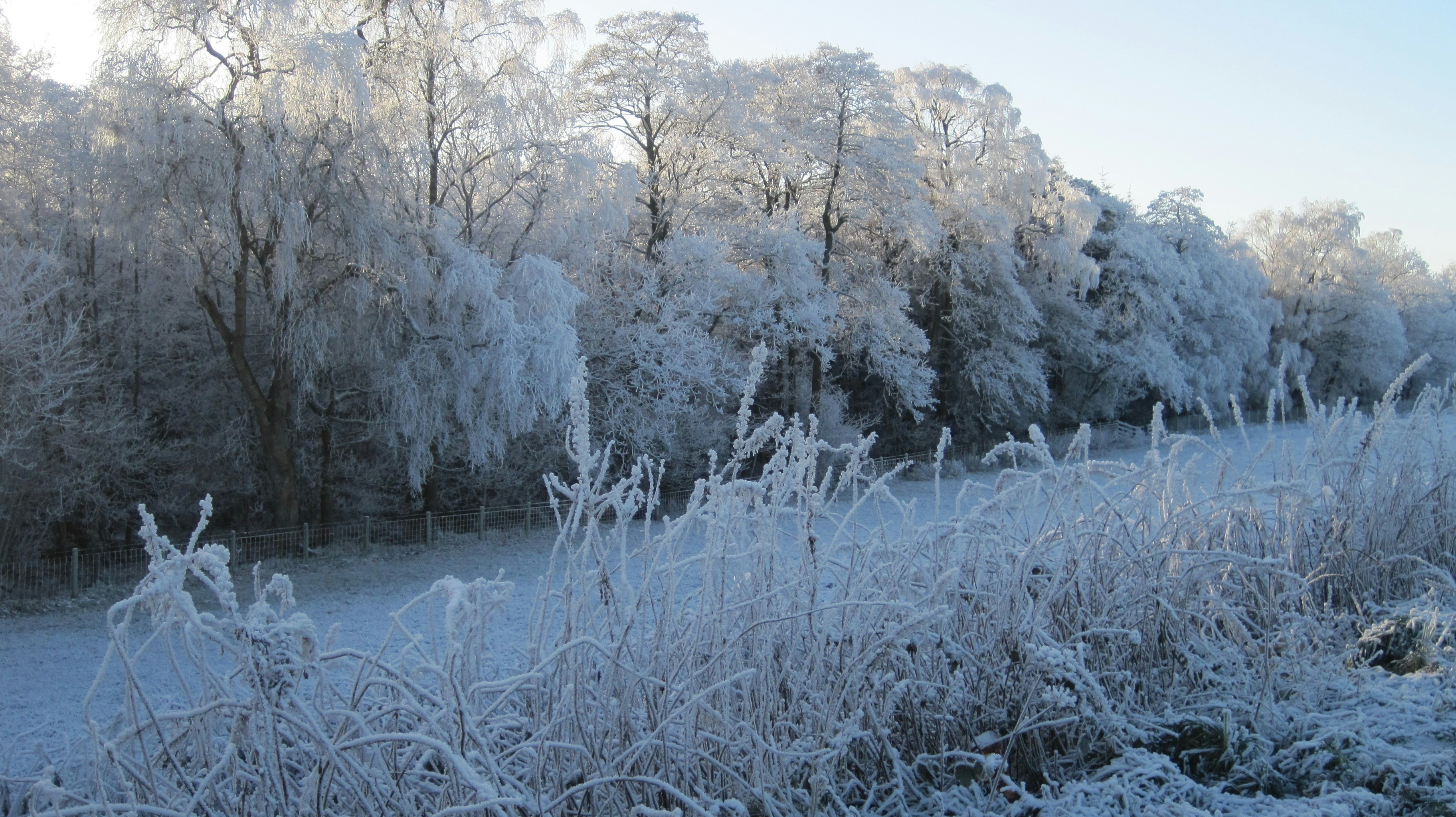 Frost-covered trees stand majestically against a clear sky, with icy grasses in the foreground creating a serene winter landscape.