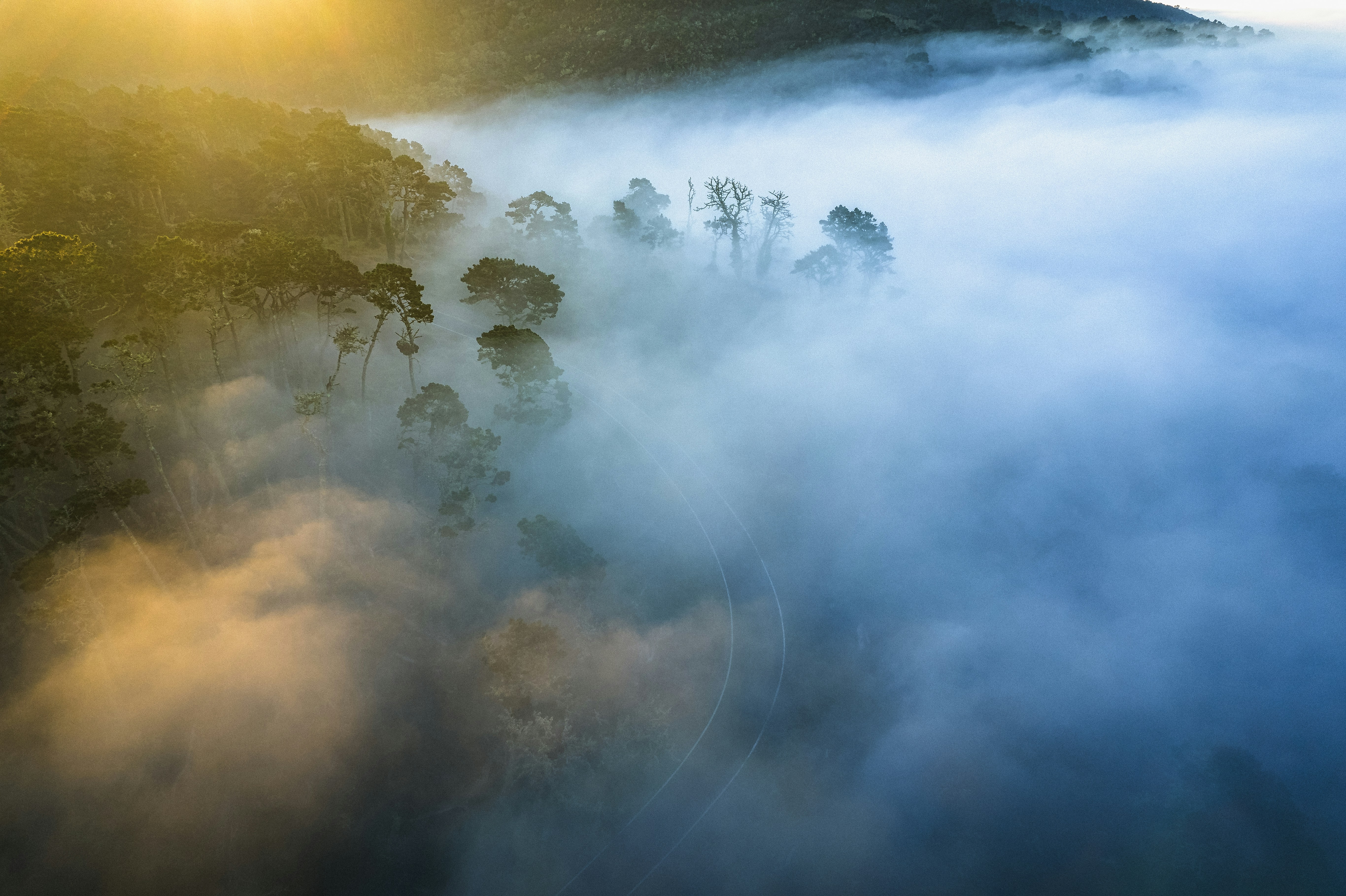 An aerial view of a forest covered in fog photo – Free Nature Image on ...