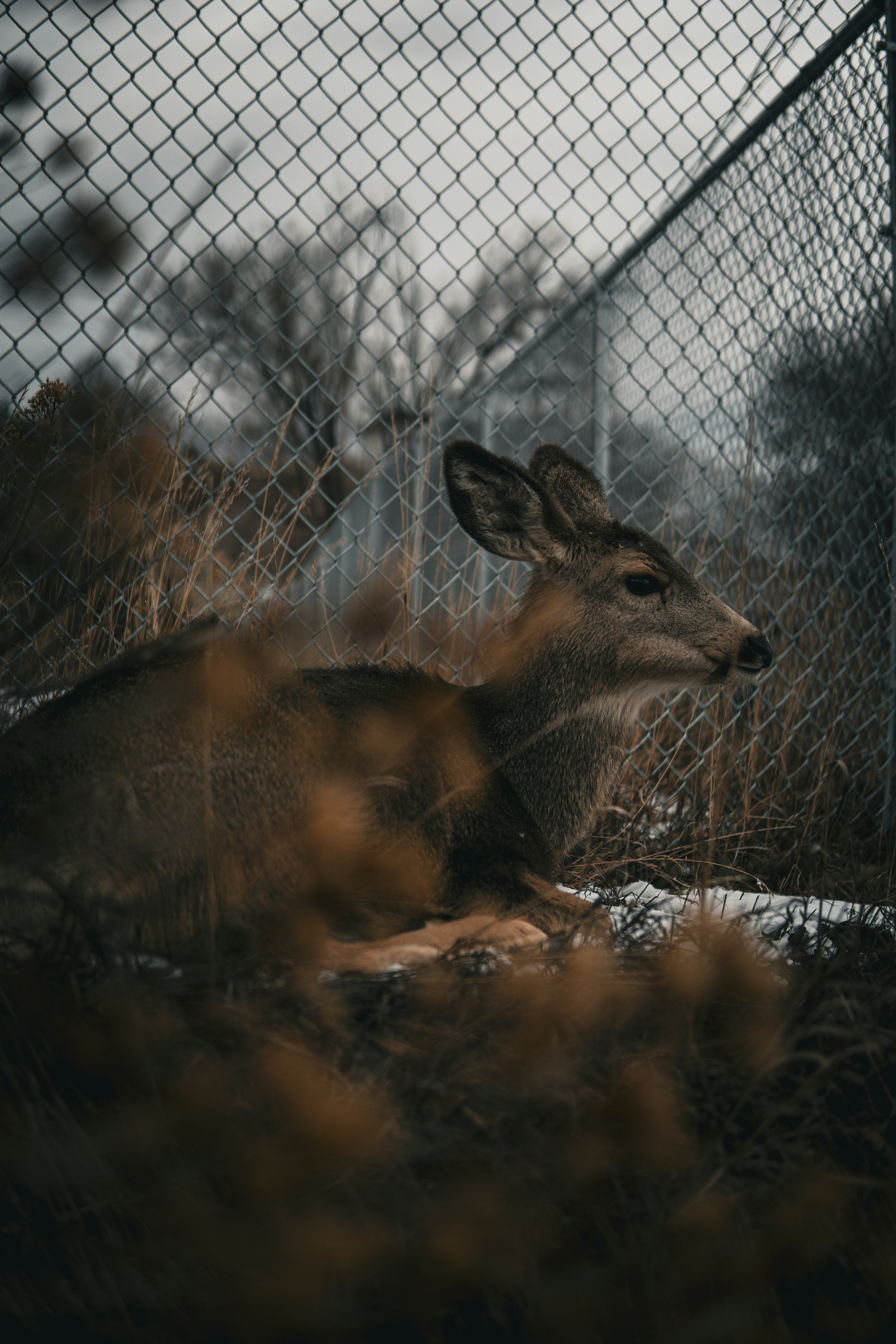 a deer laying in the grass behind a fence
