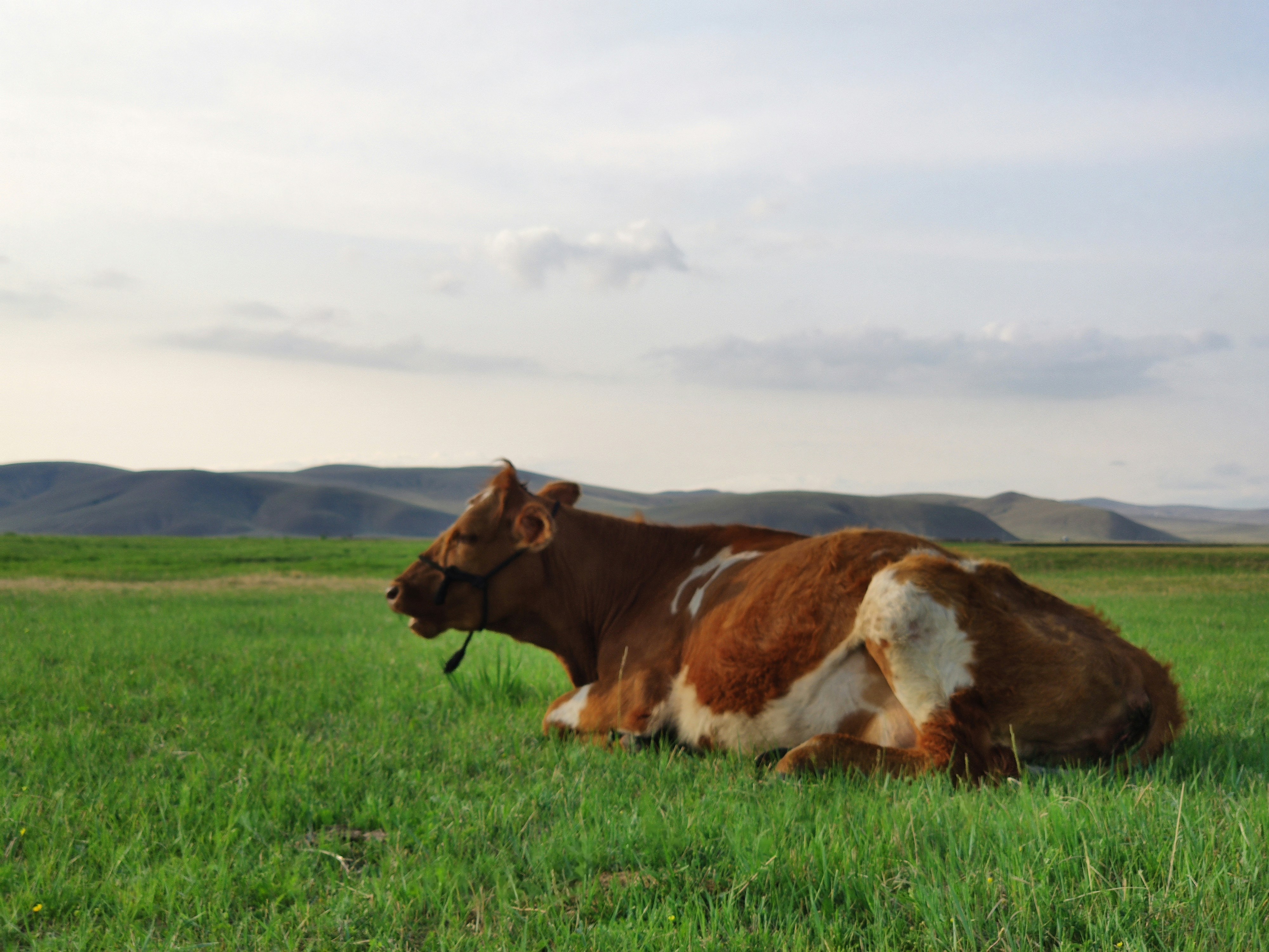 Brown and white cow resting on lush green grass with rolling hills in the background.