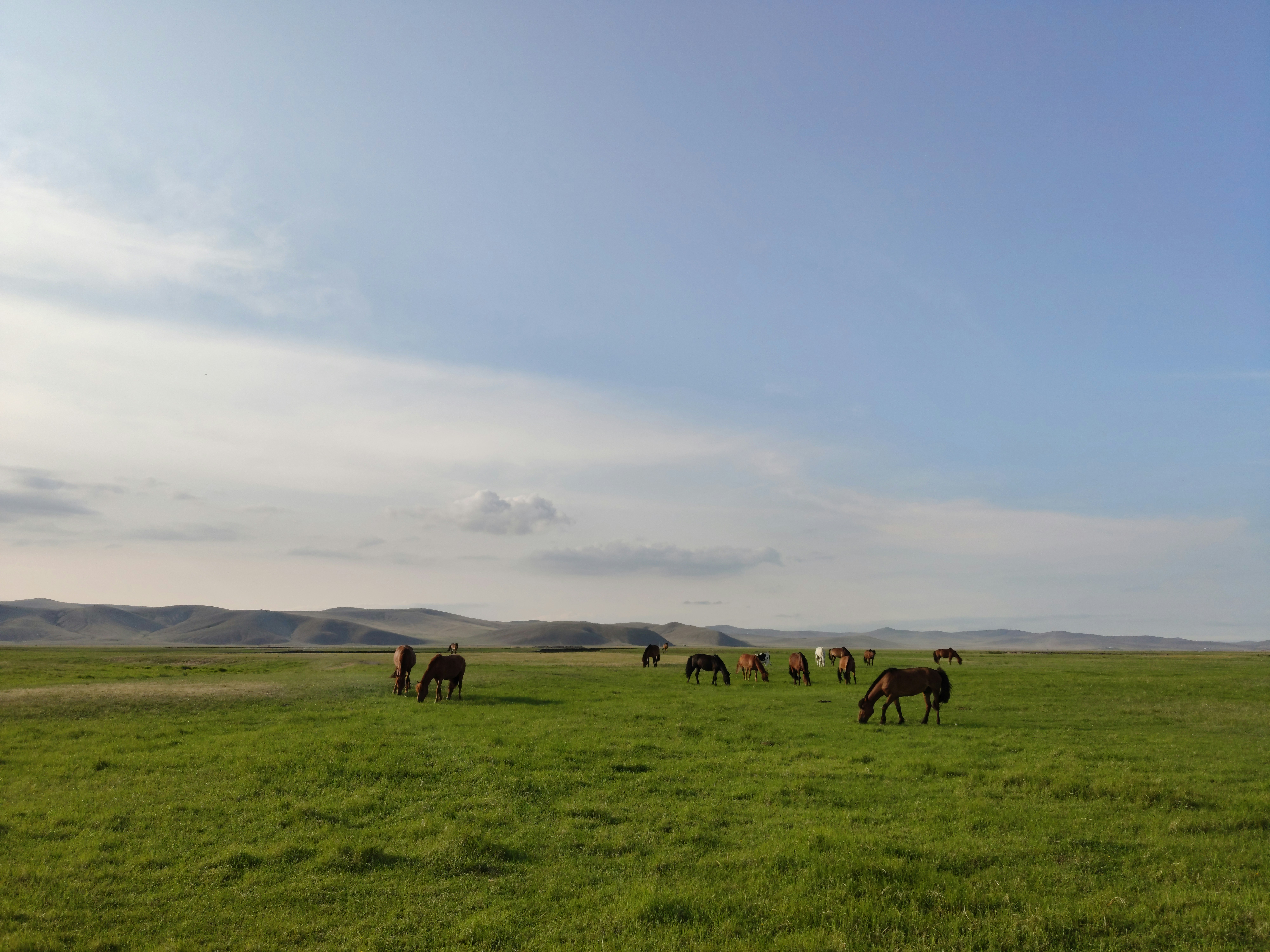 This image depicts a tranquil grassland scene where a group of horses graze peacefully under a vast blue sky. The lush green meadow stretches toward the distant rolling hills, bathed in soft natural light. The tranquil landscape embodies the openness and calm beauty of the Mongolian steppe, showcasing harmony between nature and wildlife.