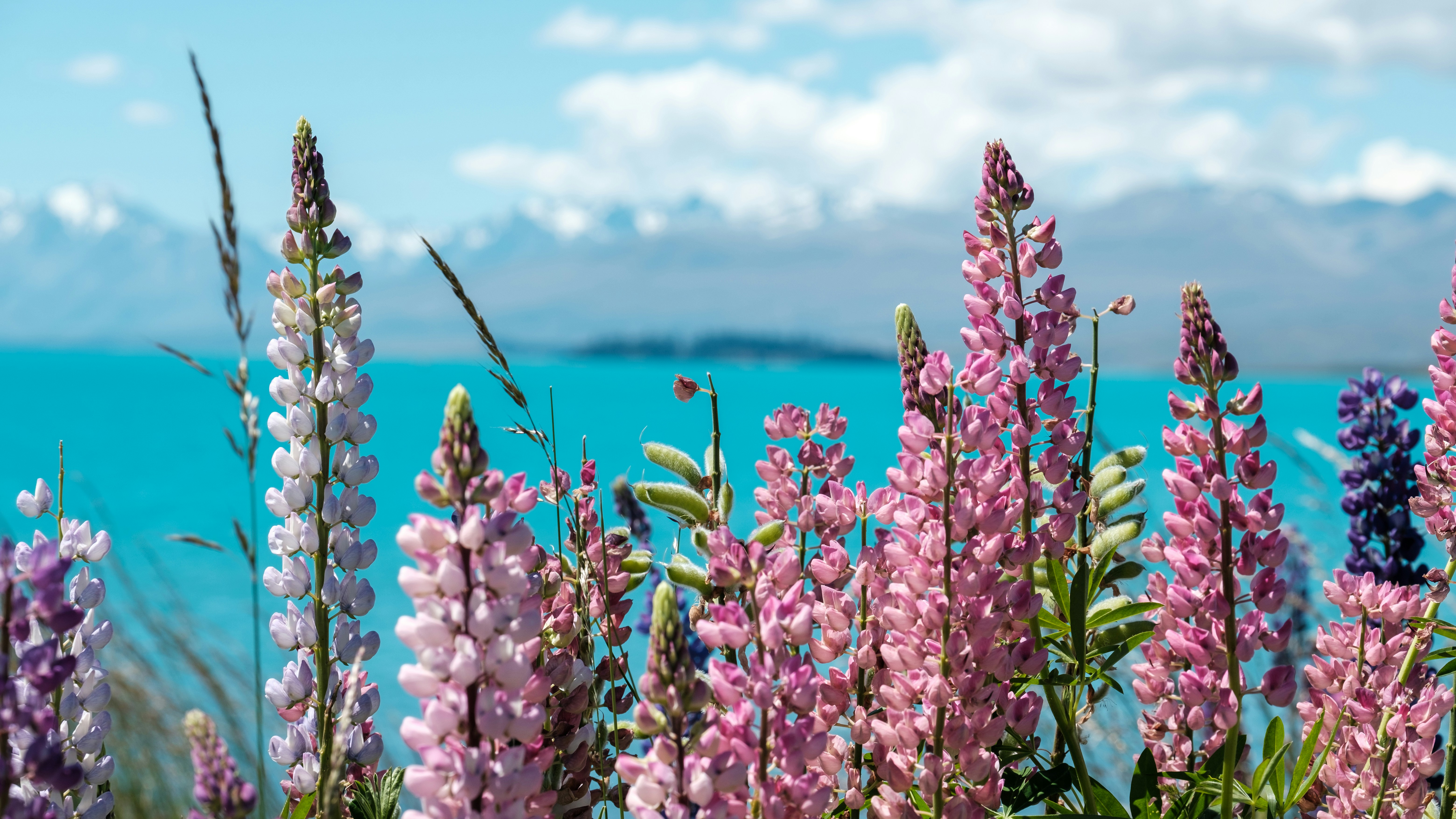 Vibrant lupine flowers in shades of pink and purple bloom in the foreground, contrasting beautifully with the turquoise lake and distant mountains.