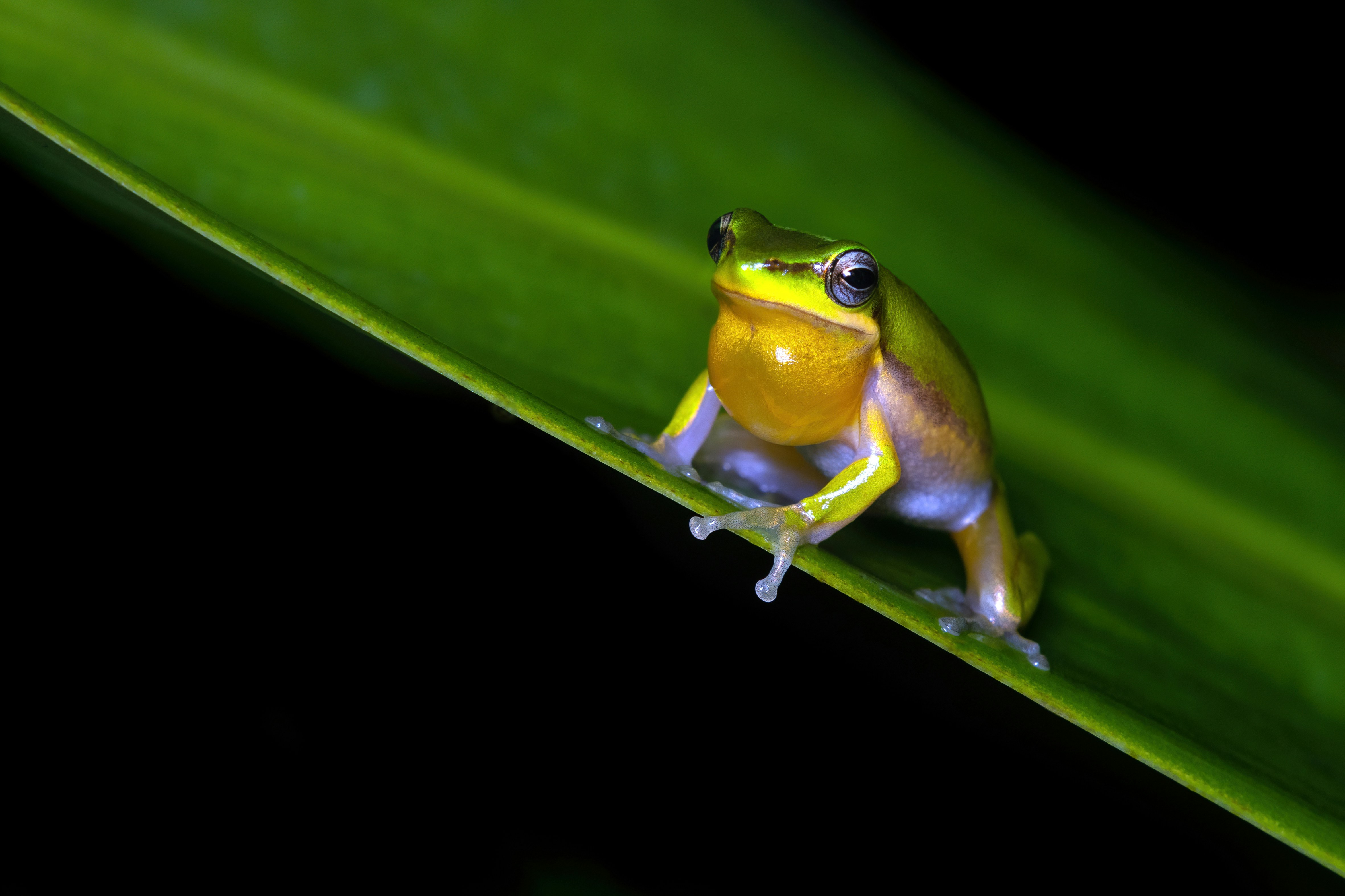 Cute Frog Pictures | Download Free Images on Unsplash