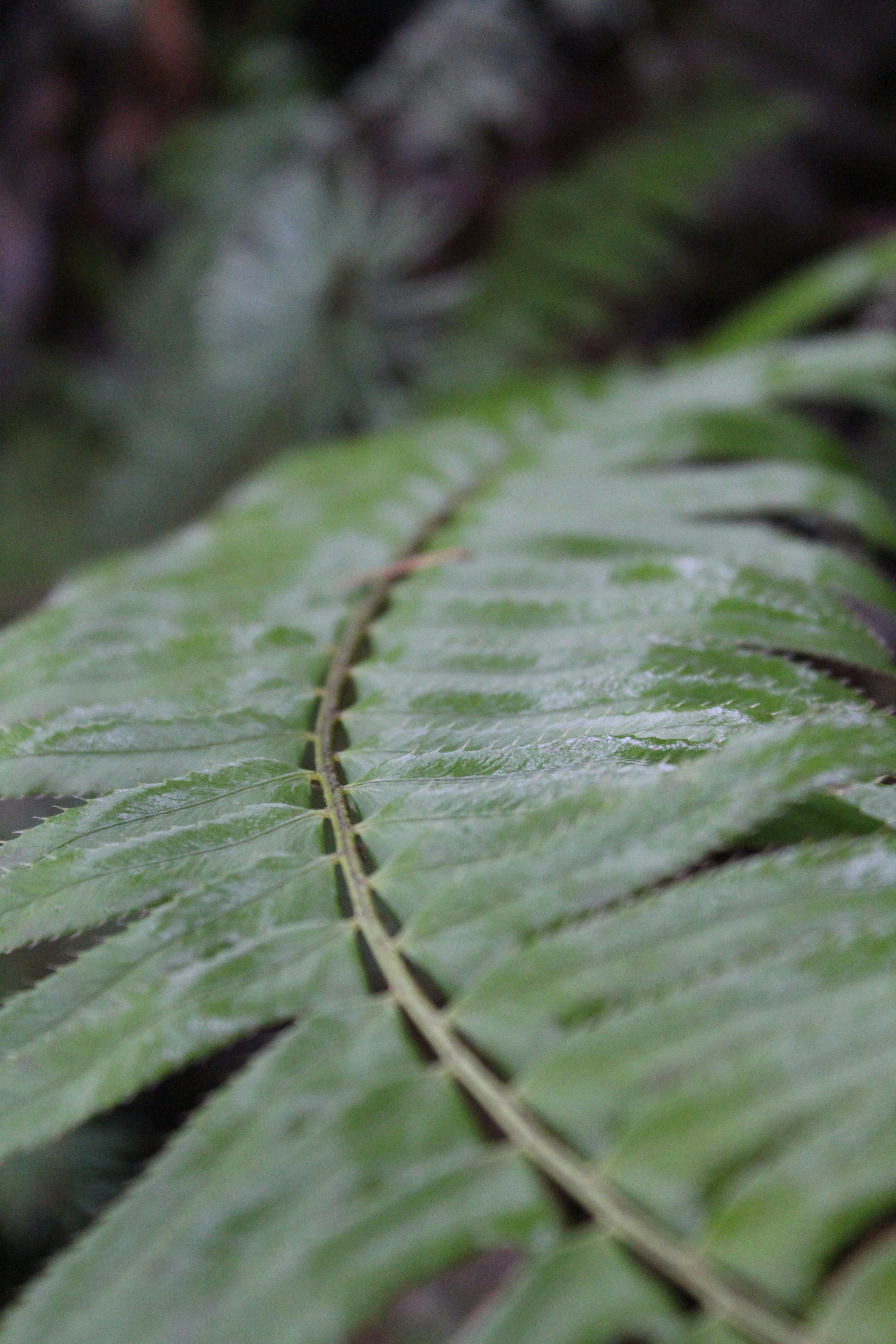 a close up of a green leaf with a blurry background