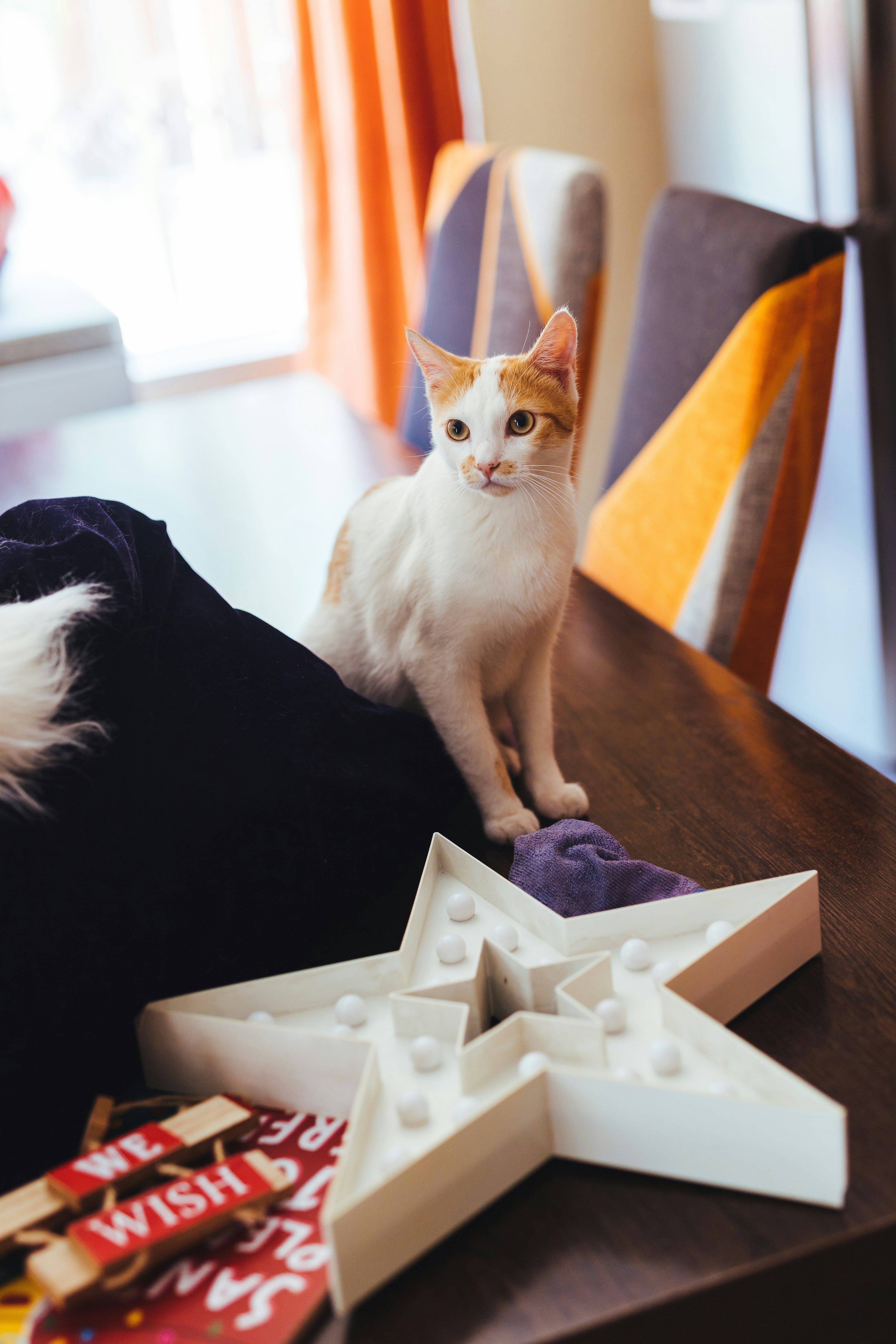 festive cat looking festive for the festive season