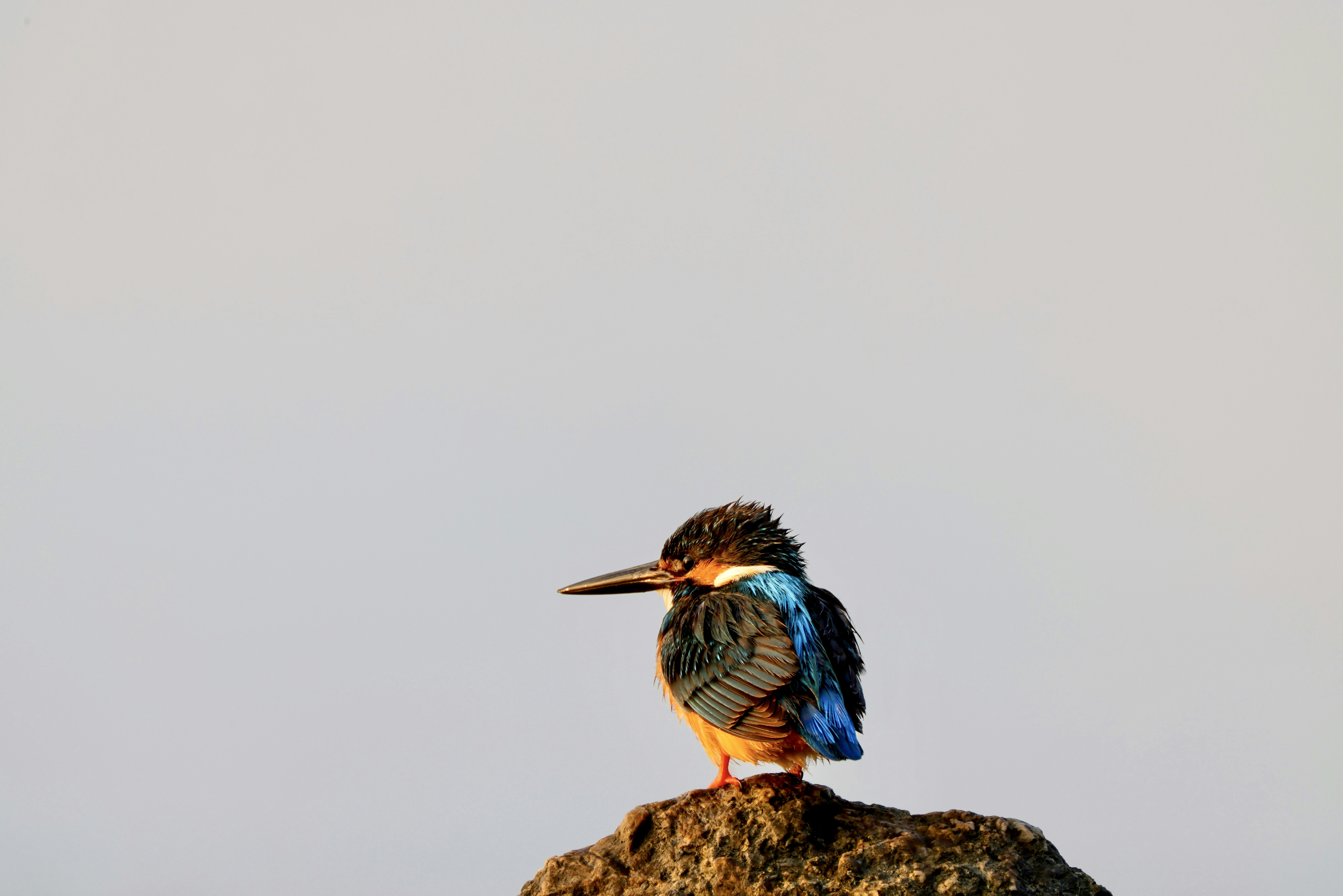 Azure Crest on a Granite Perch: Kingfisher in Pale Light