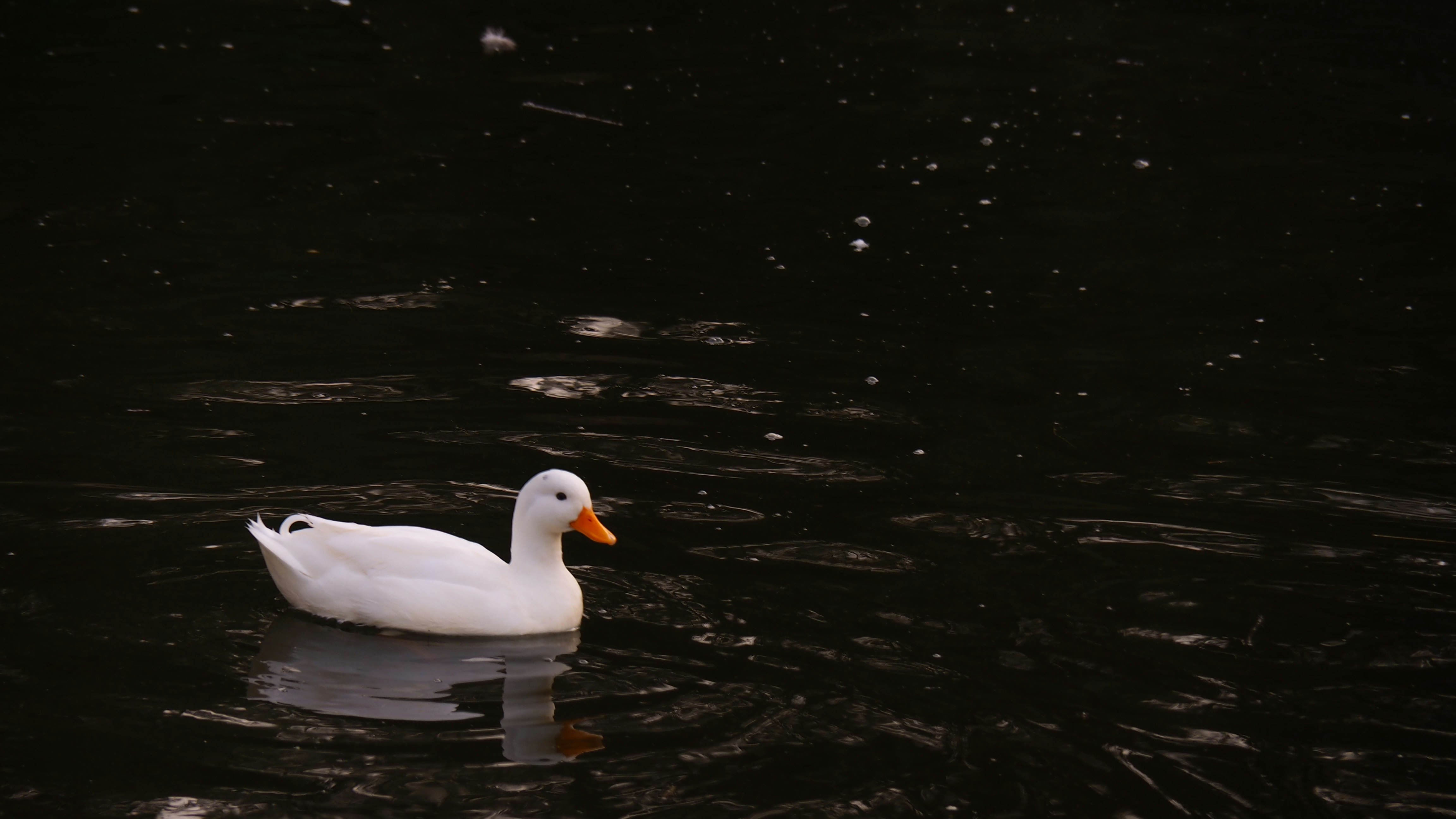 a white duck floating on top of a body of water