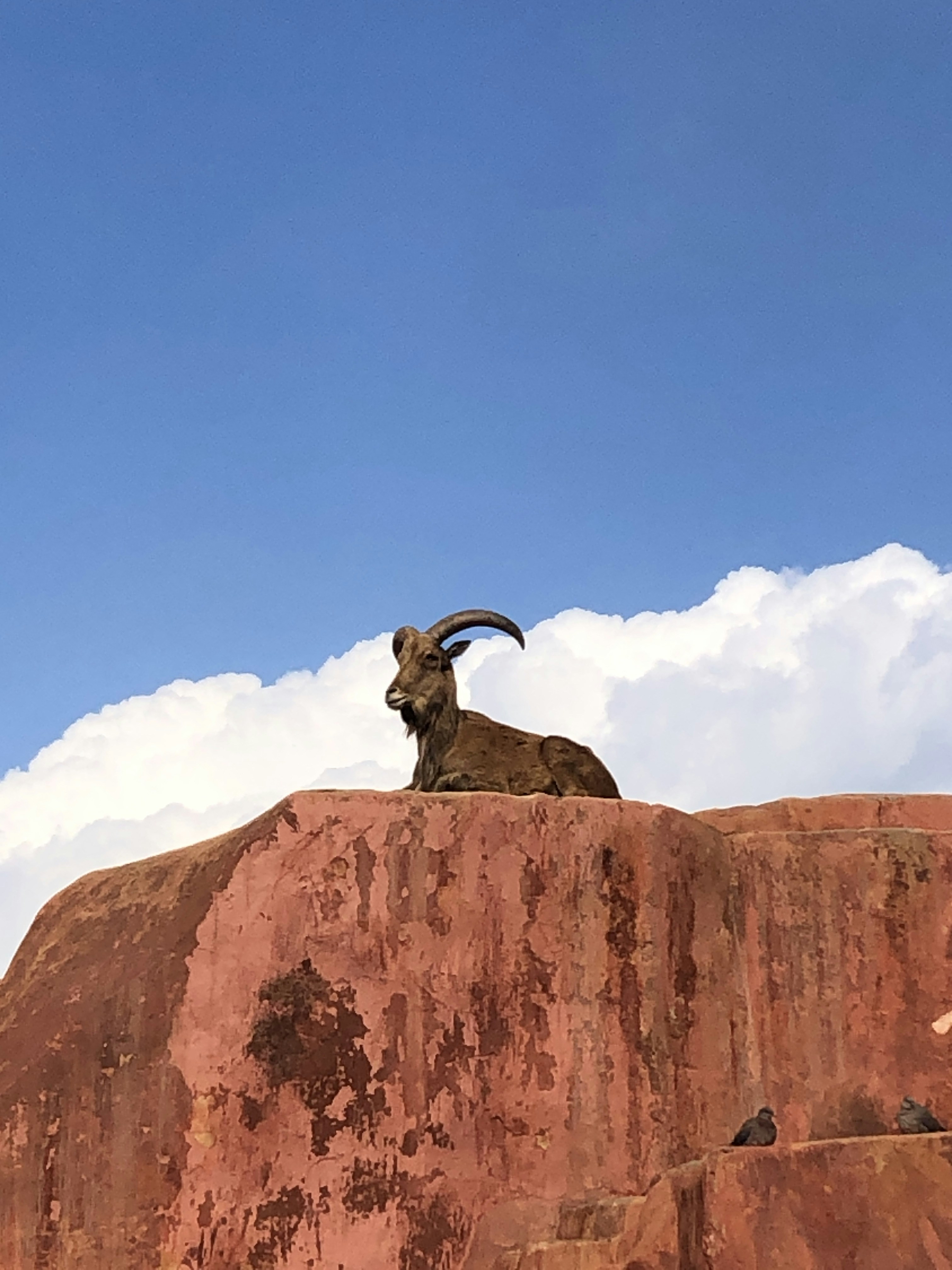 A goat sitting on top of a large rock photo – Free Alexandria ...
