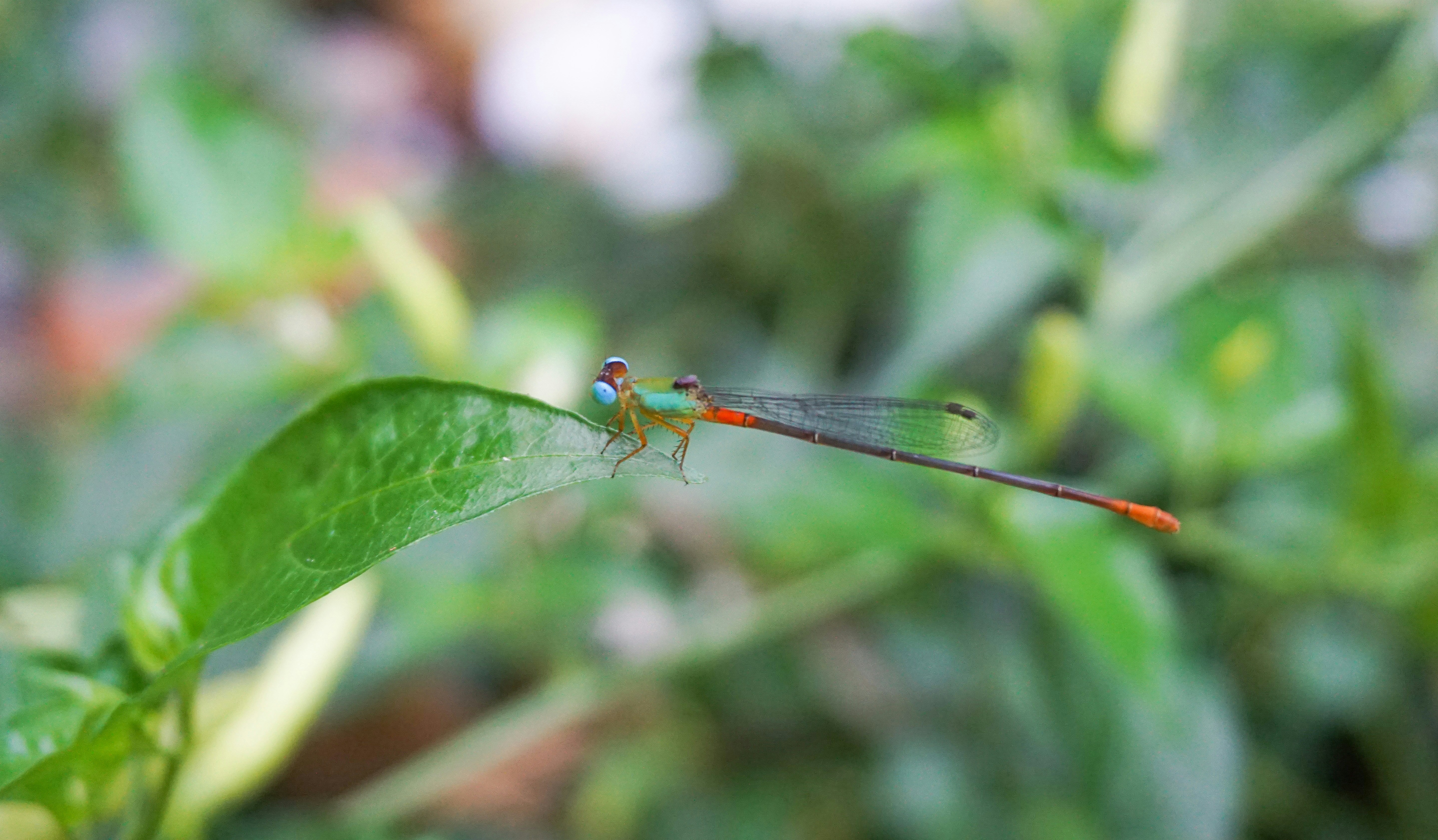 Une libellule rouge et verte assise au sommet d’une feuille verte photo ...