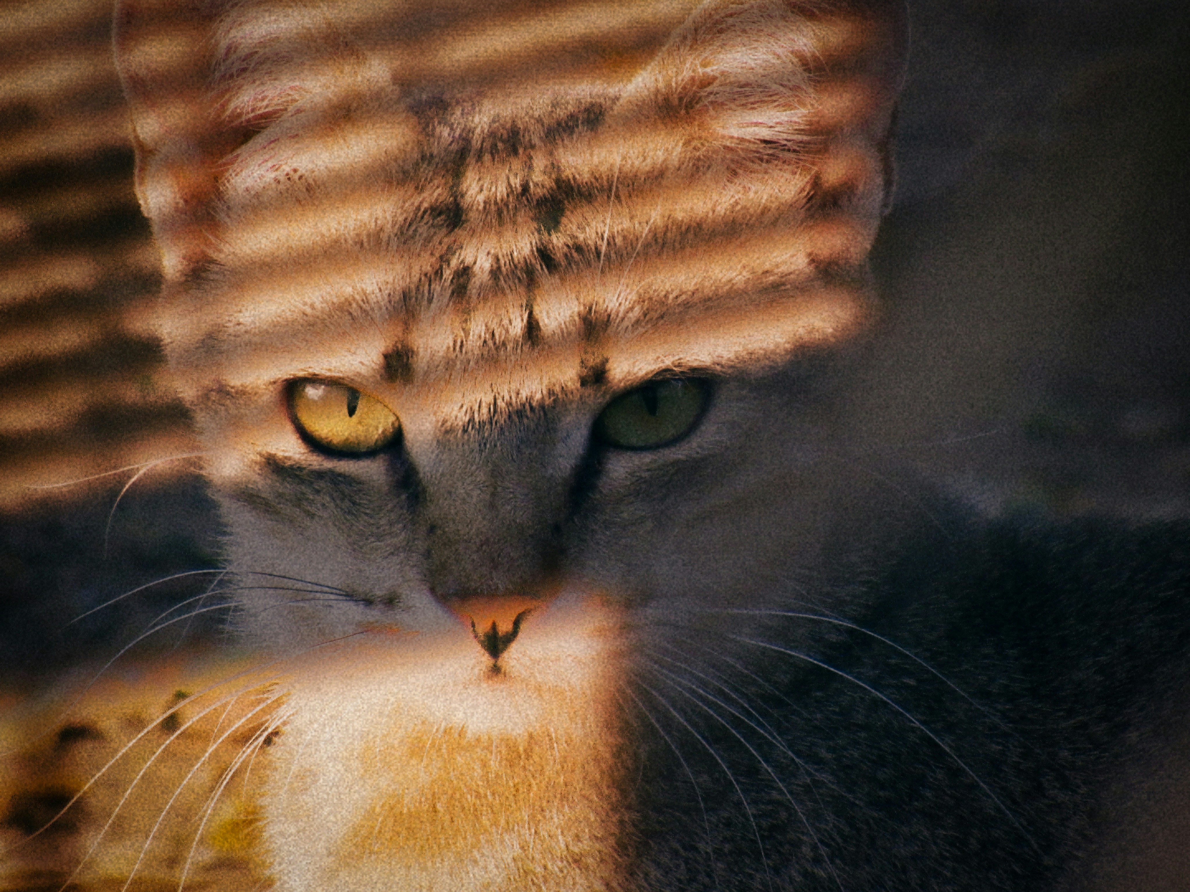Striped Cat Gaze Through Dappled Light