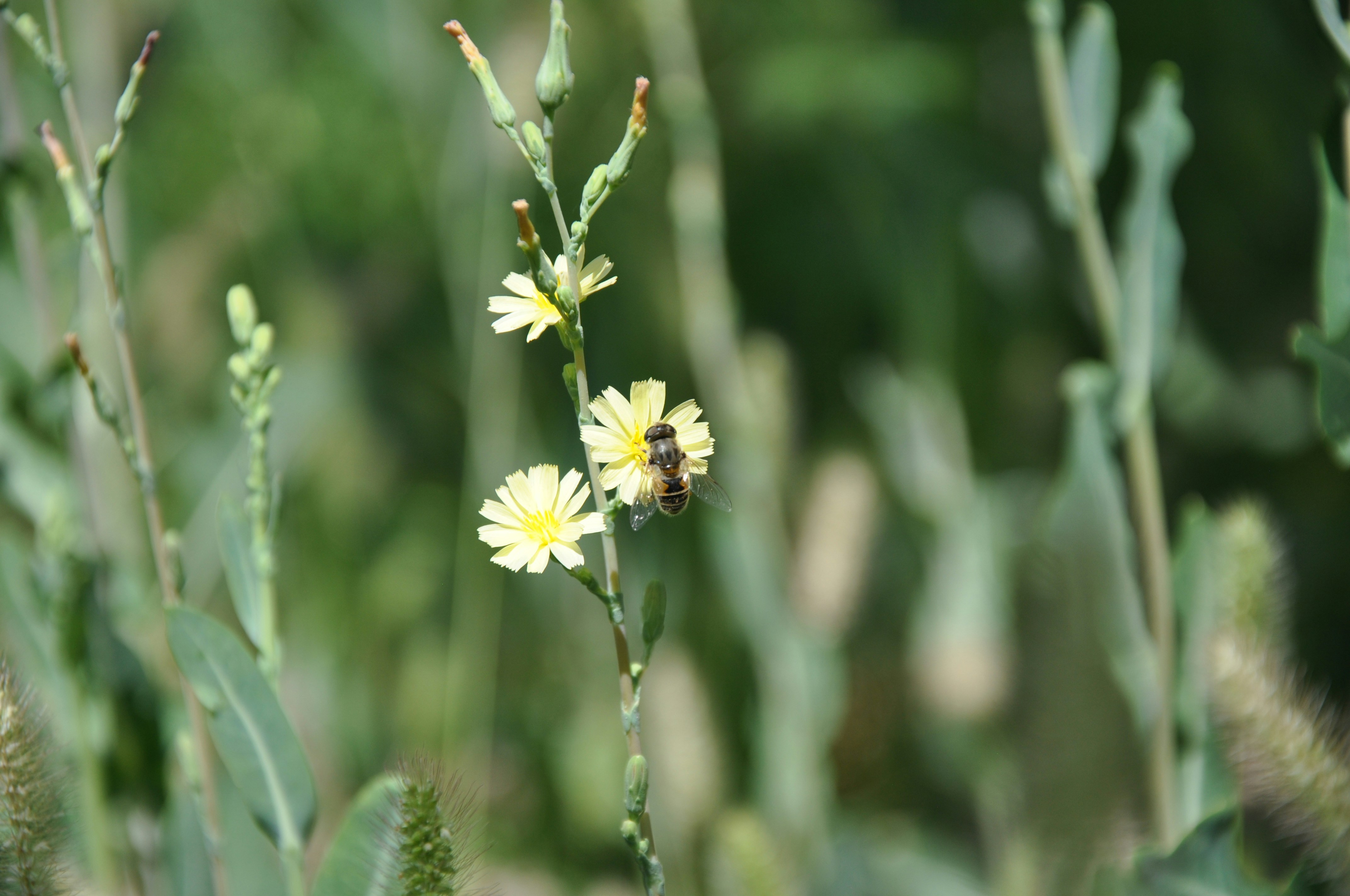 Pollinator's Paradise in Bloom