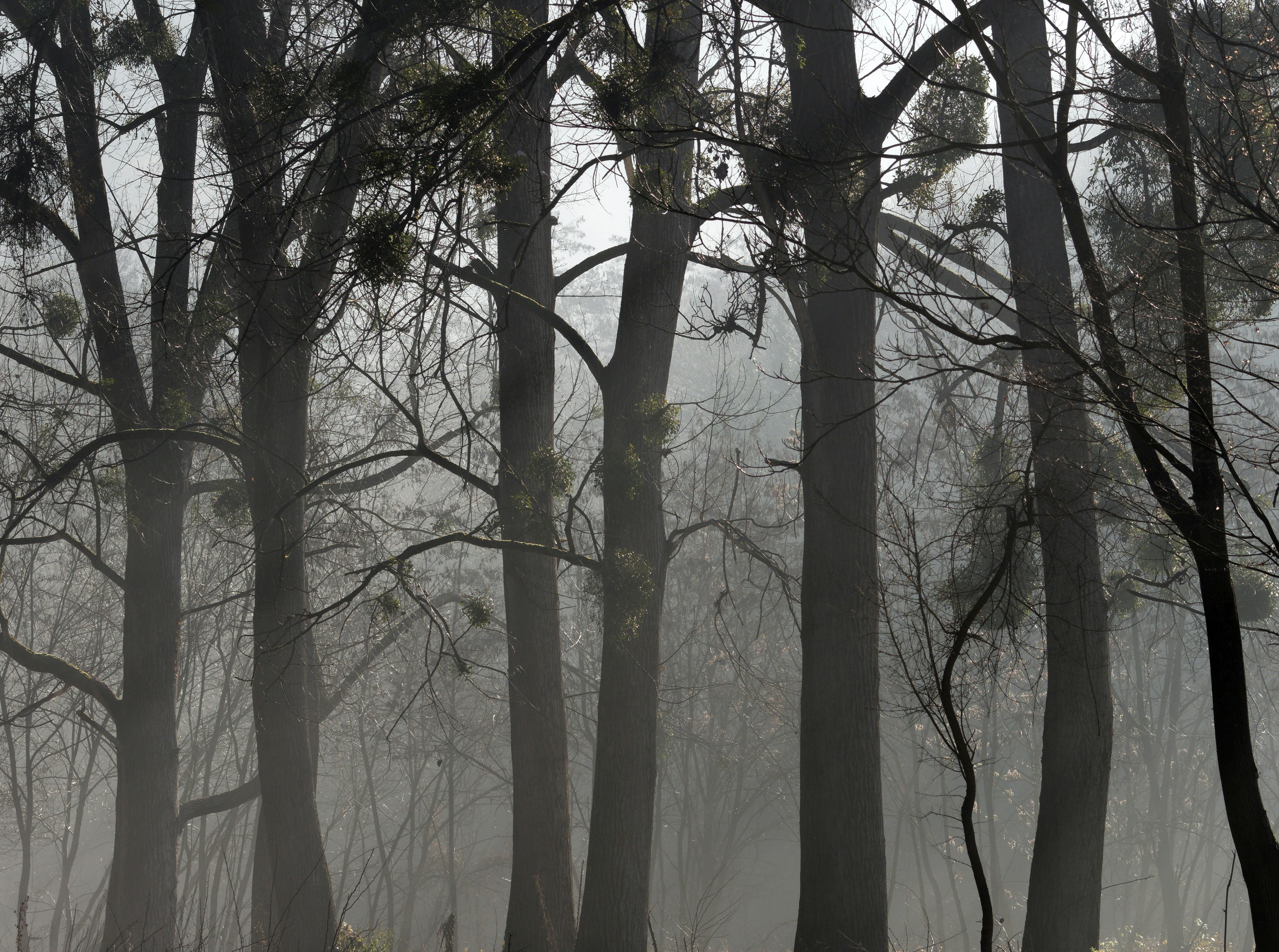 Photo by iuliu illes with Olympus OM-D E-M1 Mark II