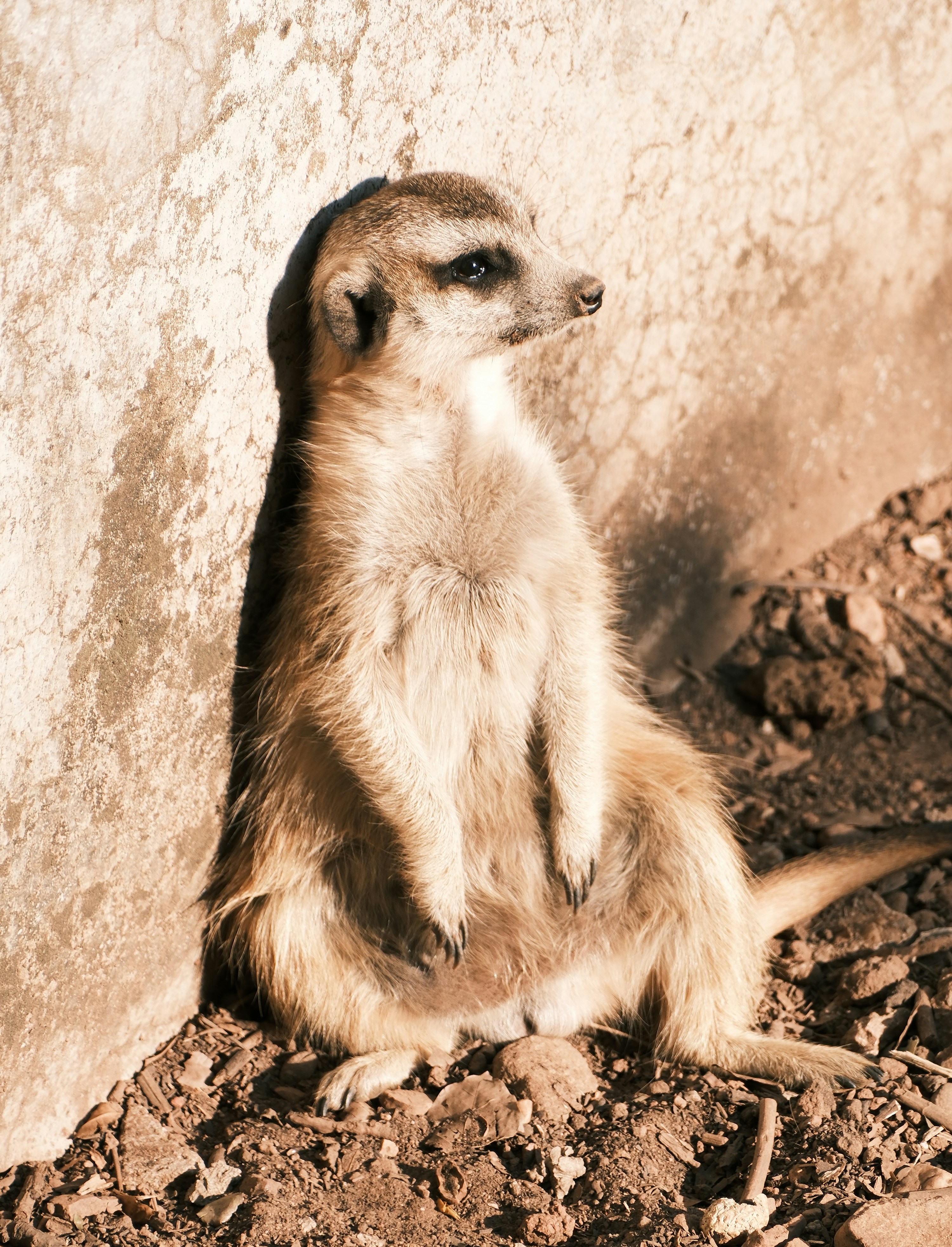 A small meerkat standing on its hind legs photo – Free Animal Image on ...
