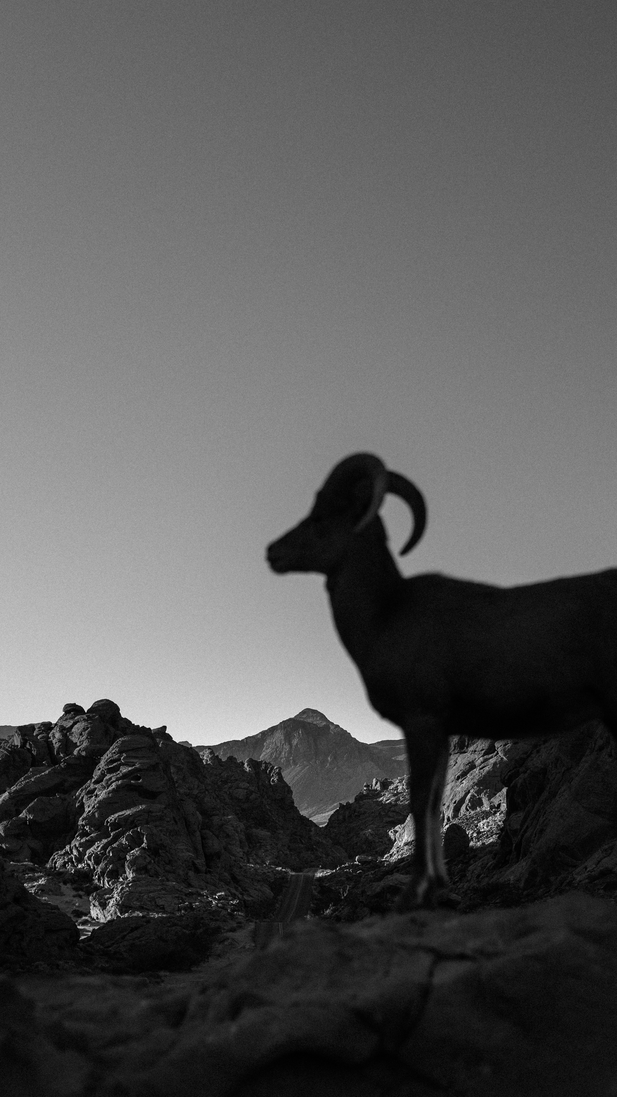 Monochrome Sentinel: A Lone Ram Stands Watch over Rugged Peaks