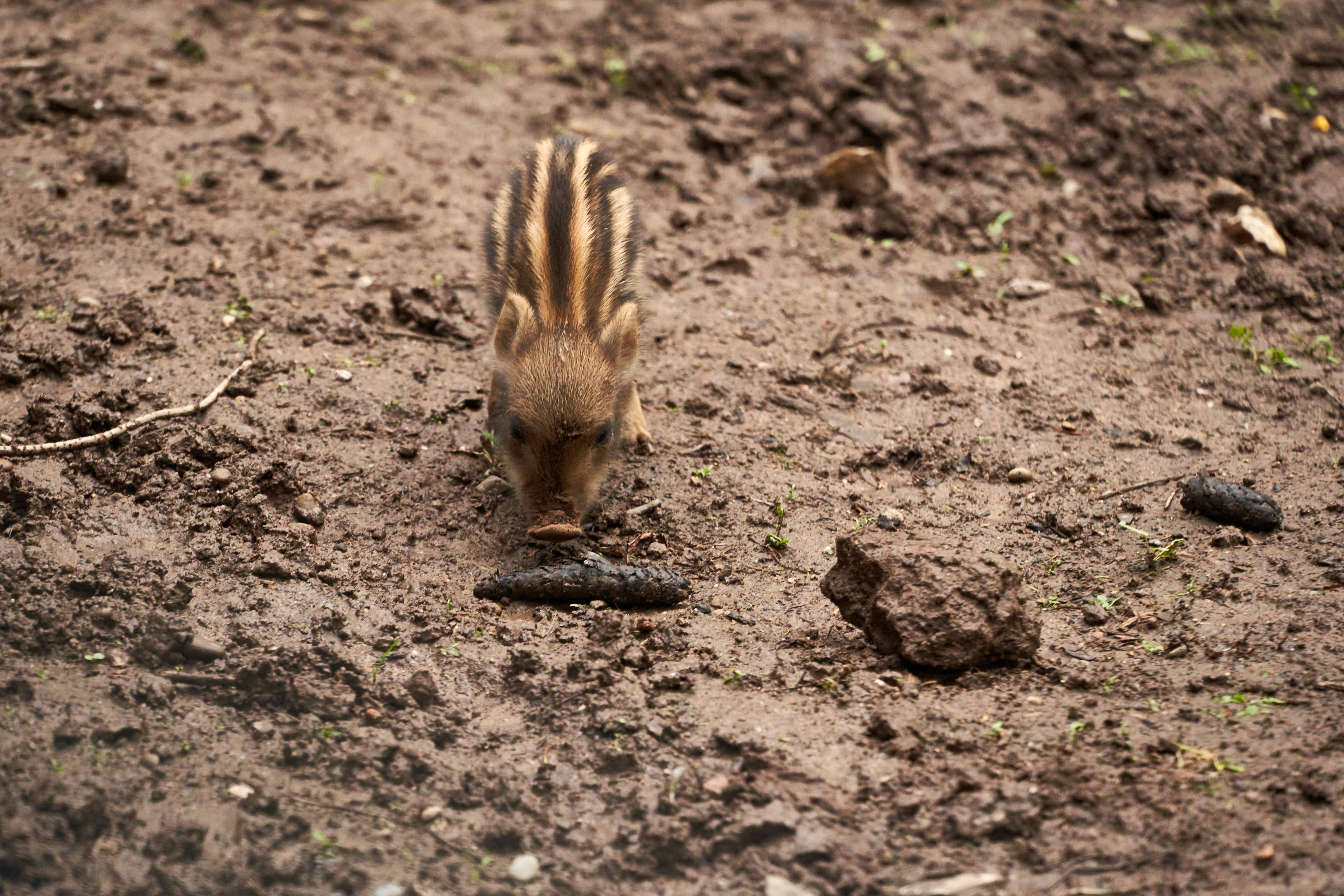 A small animal eating something in the dirt photo – Free Wildschwein ...