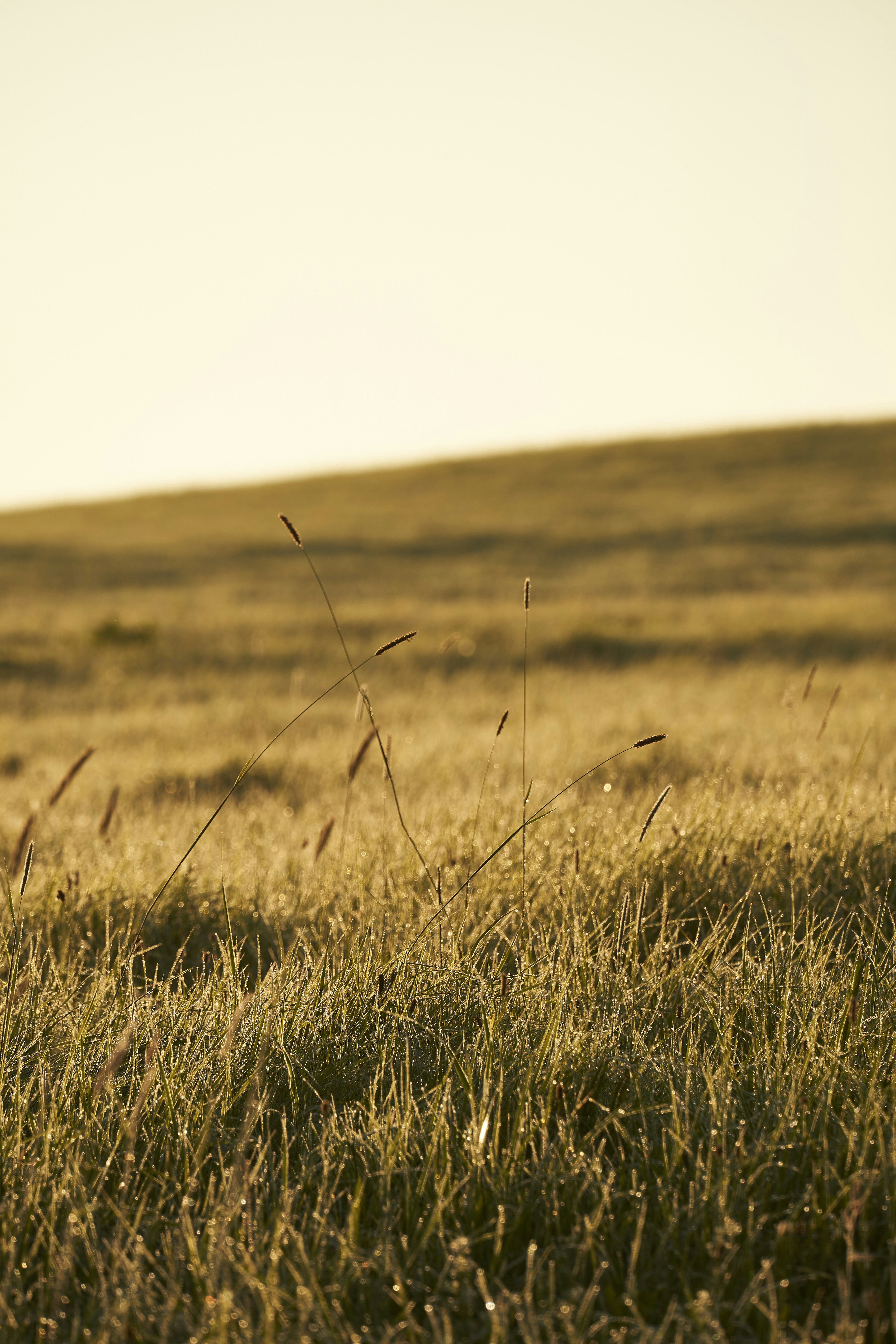 A field of grass with a sky in the background photo – Free Land Image ...