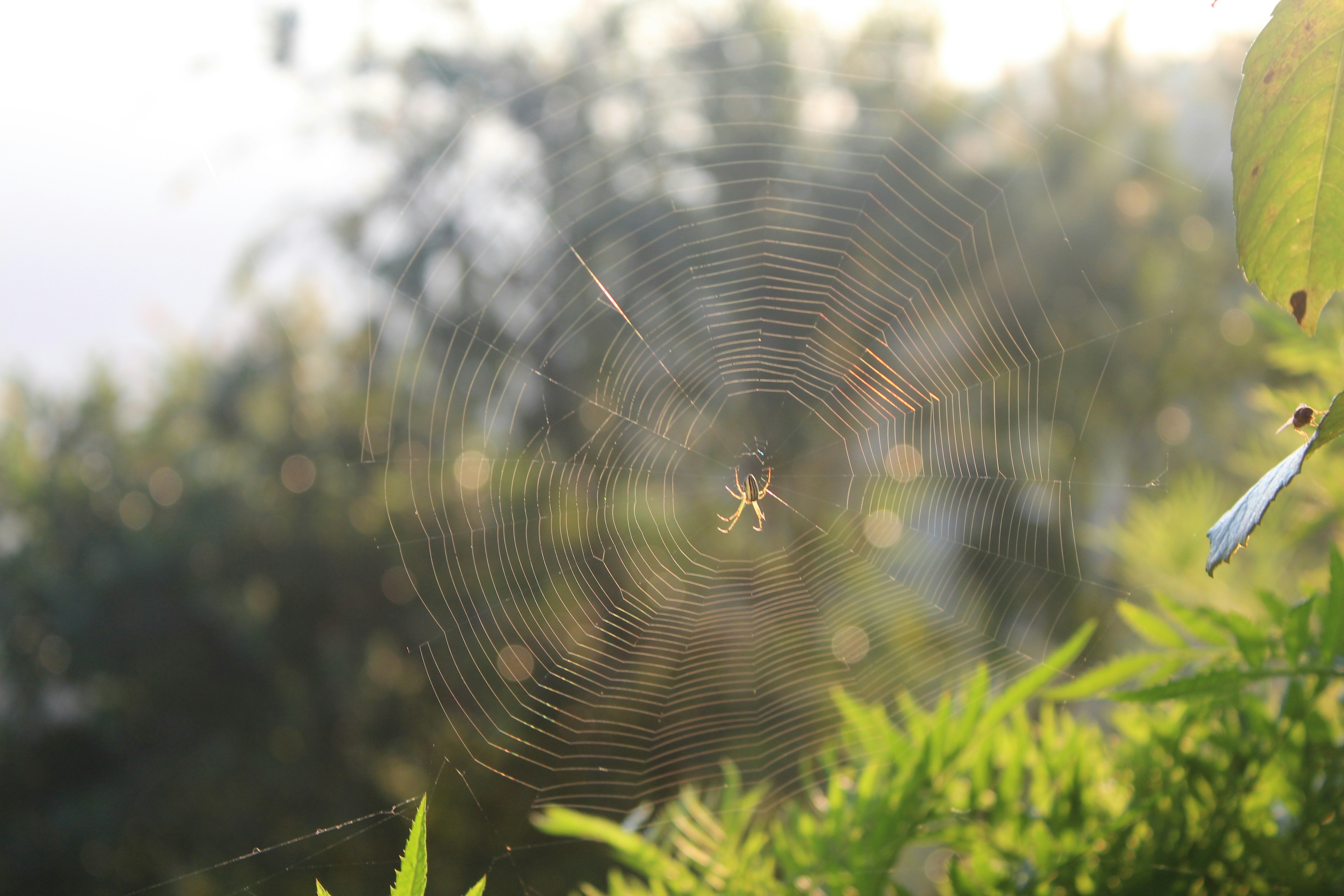 Center of Silk: Garden Spider in a Sunlit Web