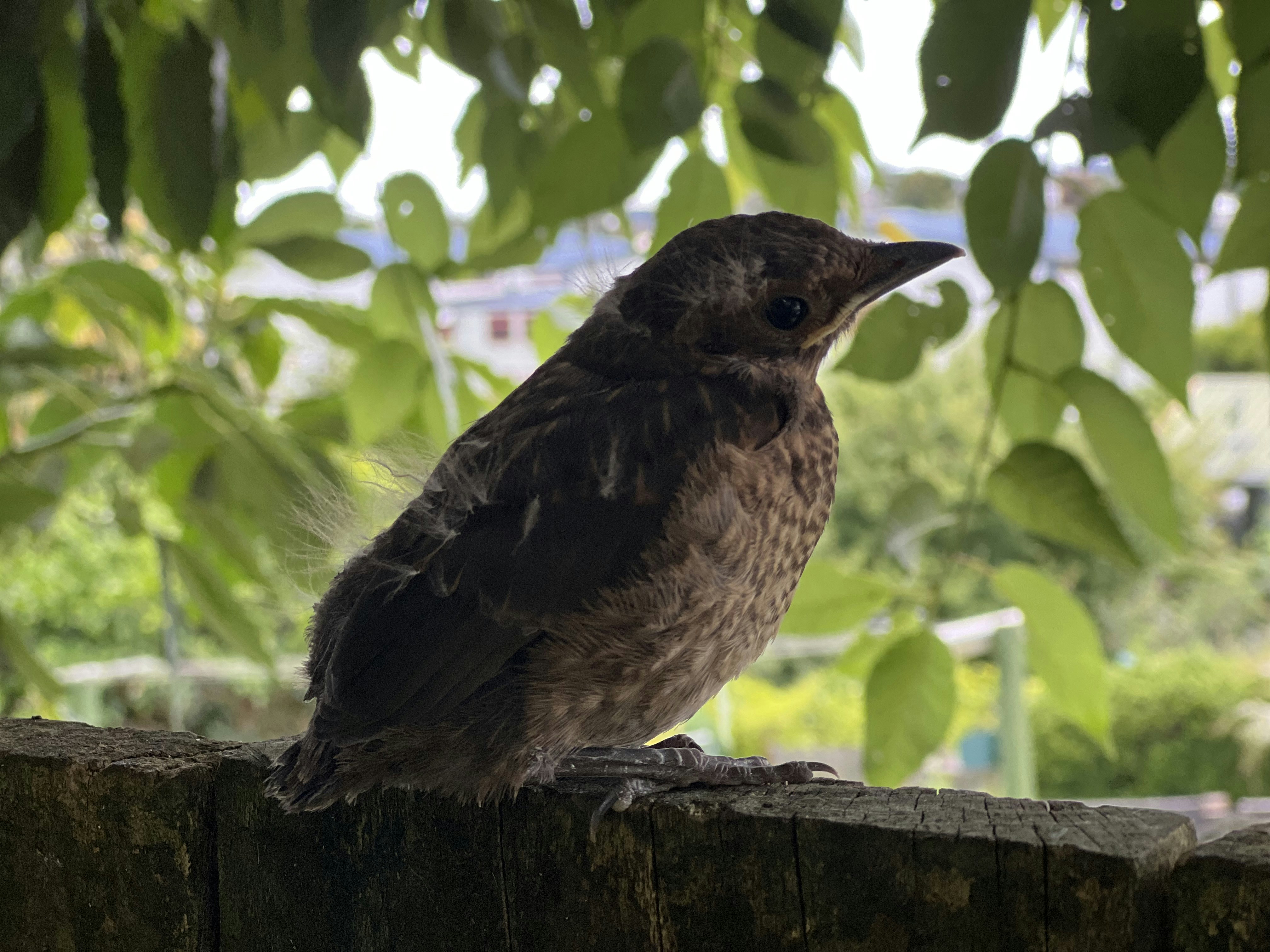 Perched in Dappled Green: A Juvenile Bird Scans its Horizon