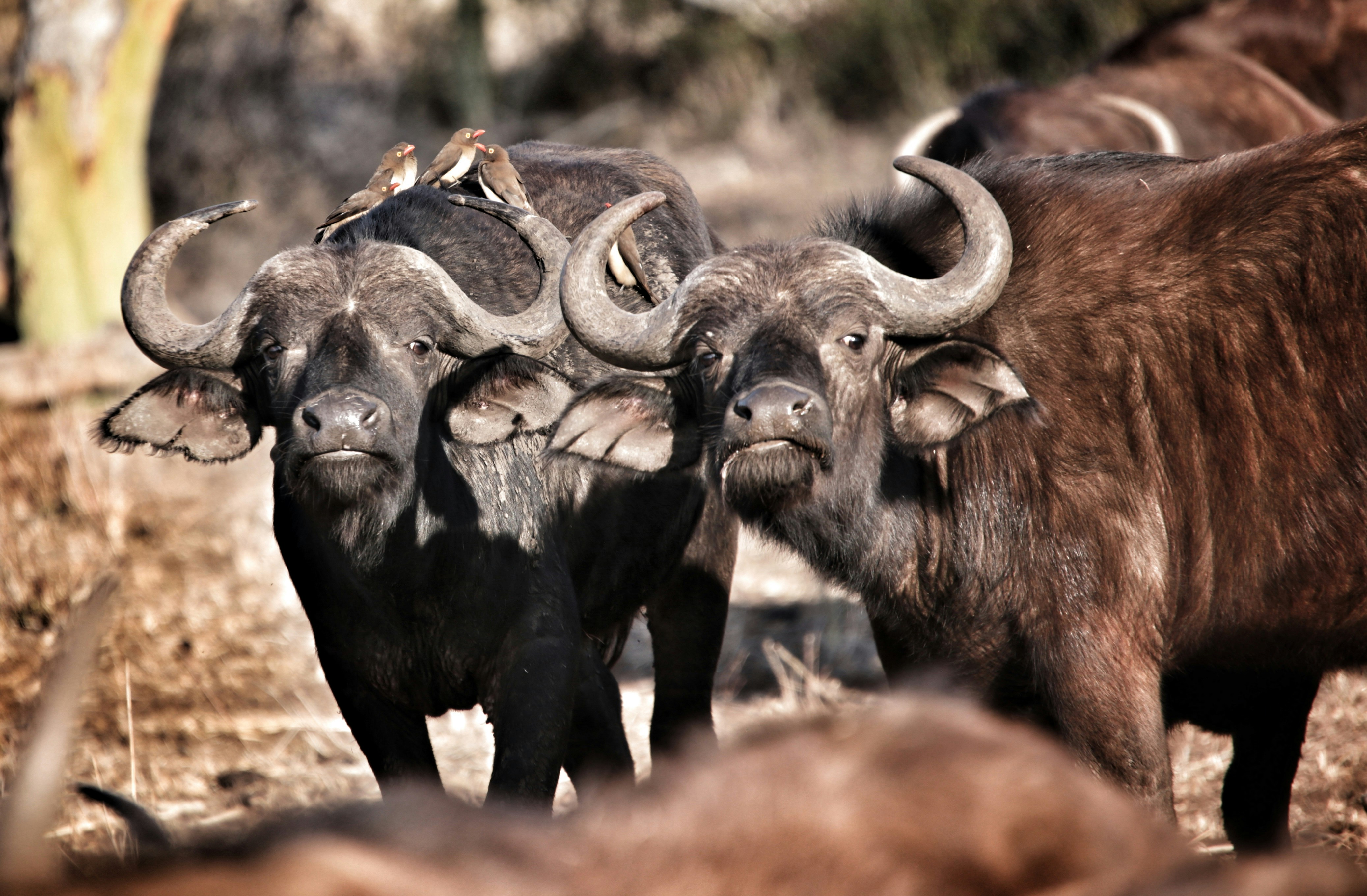 A group of horned animals standing next to each other photo – Free ...